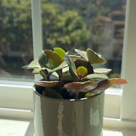 Kalanchoe 'Petra's Sunfire' Plant Care: Water, Light, Nutrients | Greg ...