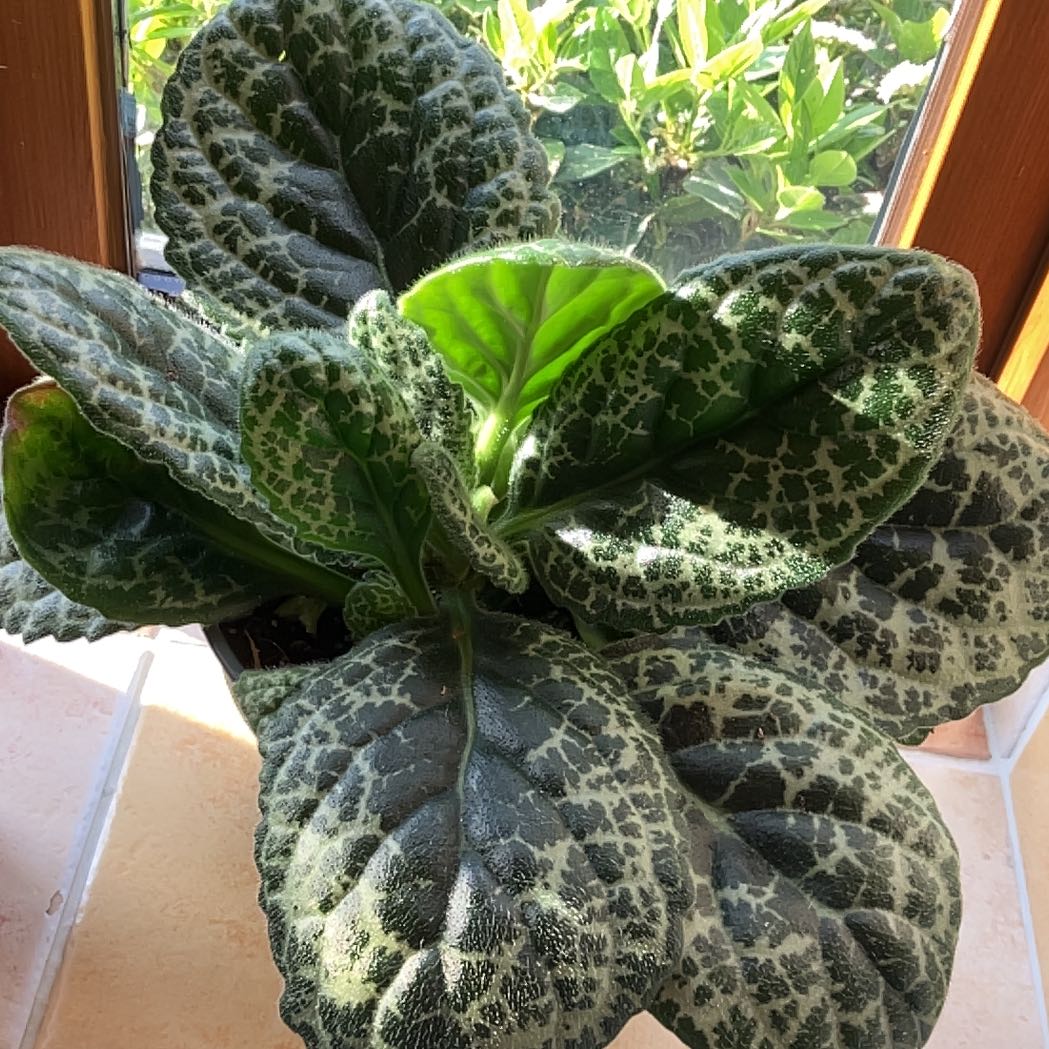 Streptocarpus 'Pretty Turtle': How Much Water & Light Does it Need to ...