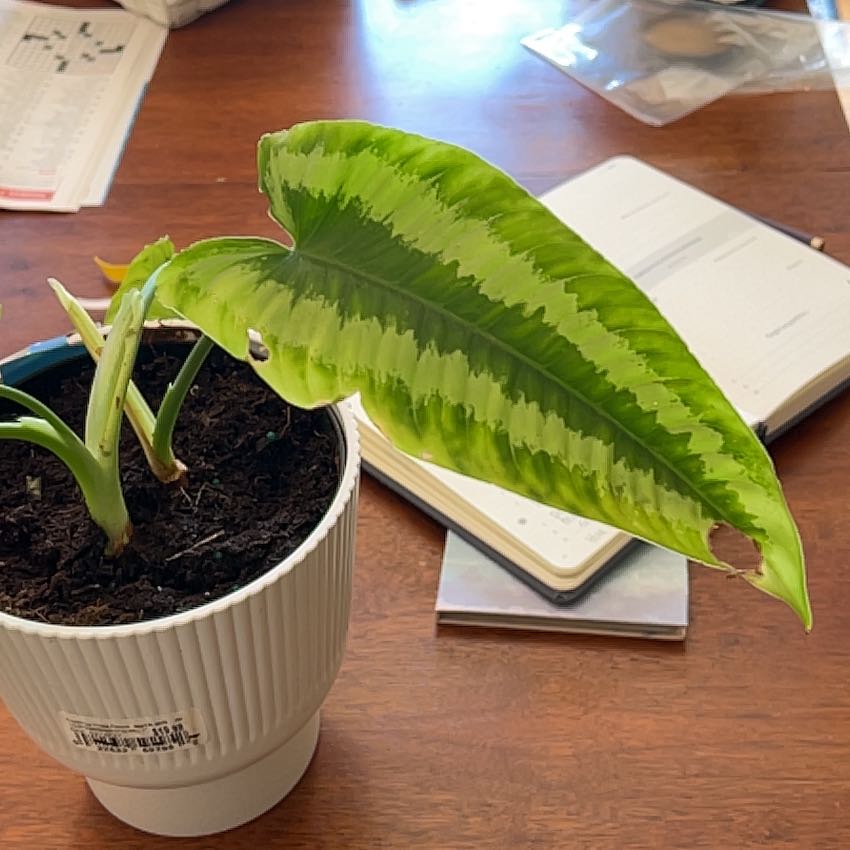 Black Spots on My Schismatoglottis wallichii Leaves