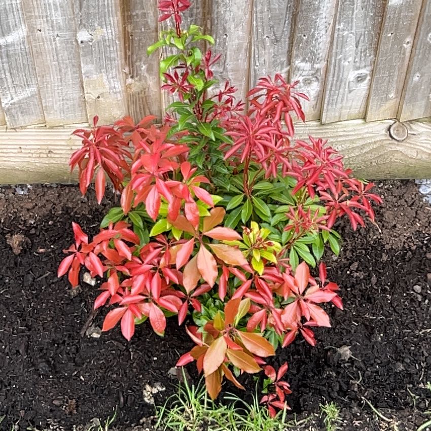 Why Are There Brown Spots on My Japanese Andromeda Leaves?