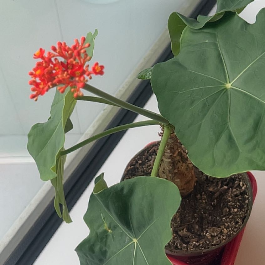 Captain Plant-it | A plant by @YesCoralbeads on Greg