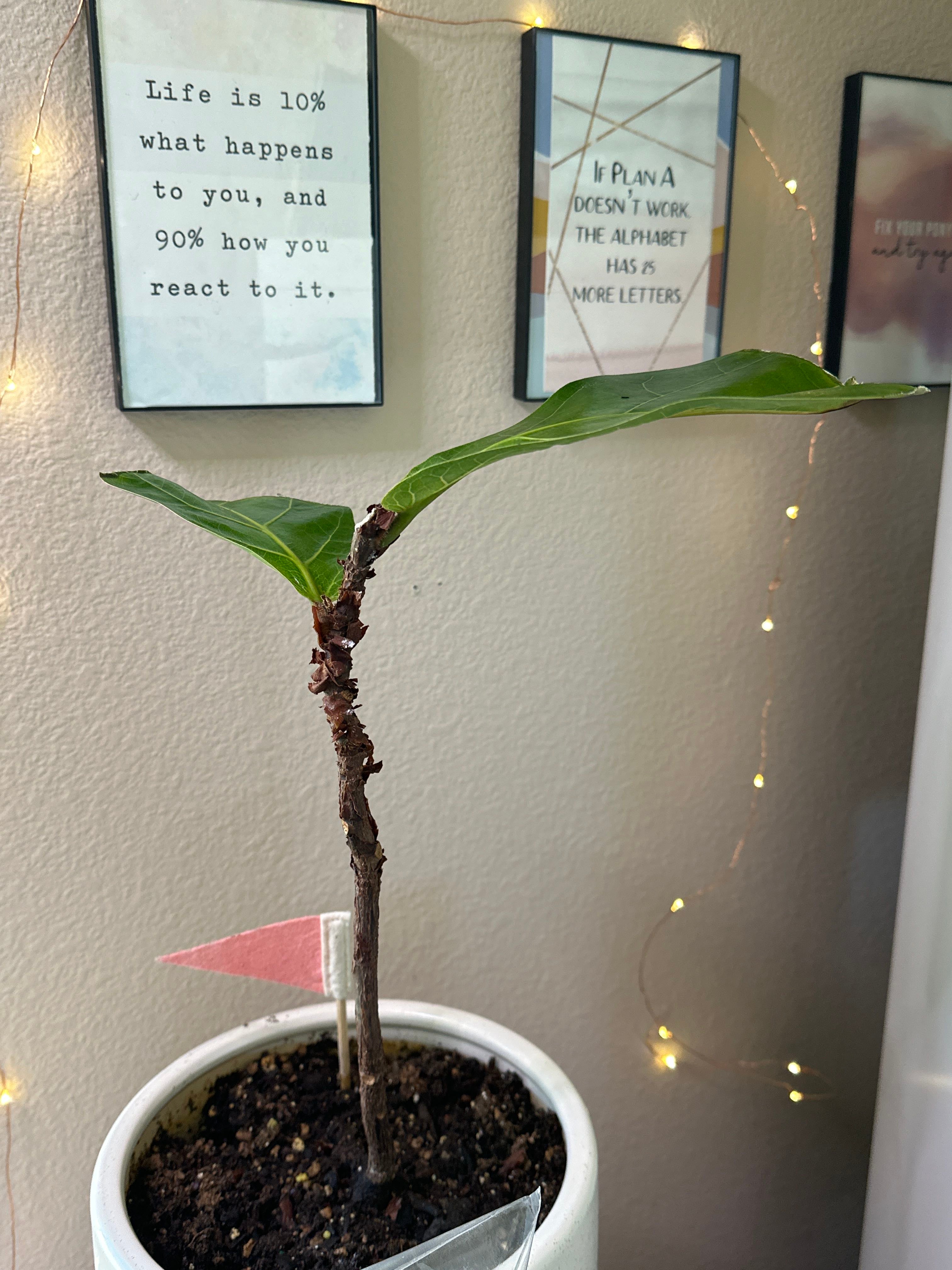 Keep Your Variegated Rubber Ivy Alive: Light, Water & Care Instructions