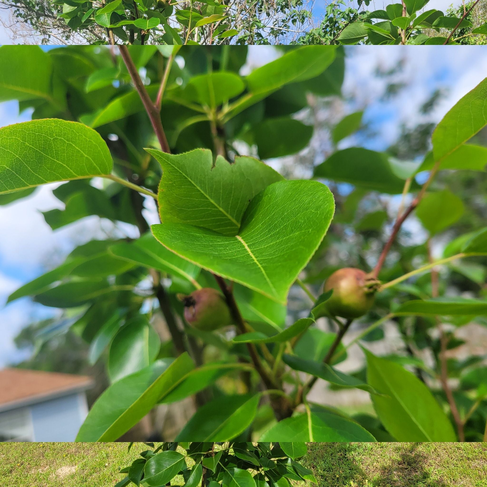 🌸 What Does It Mean When Pear Blooms?