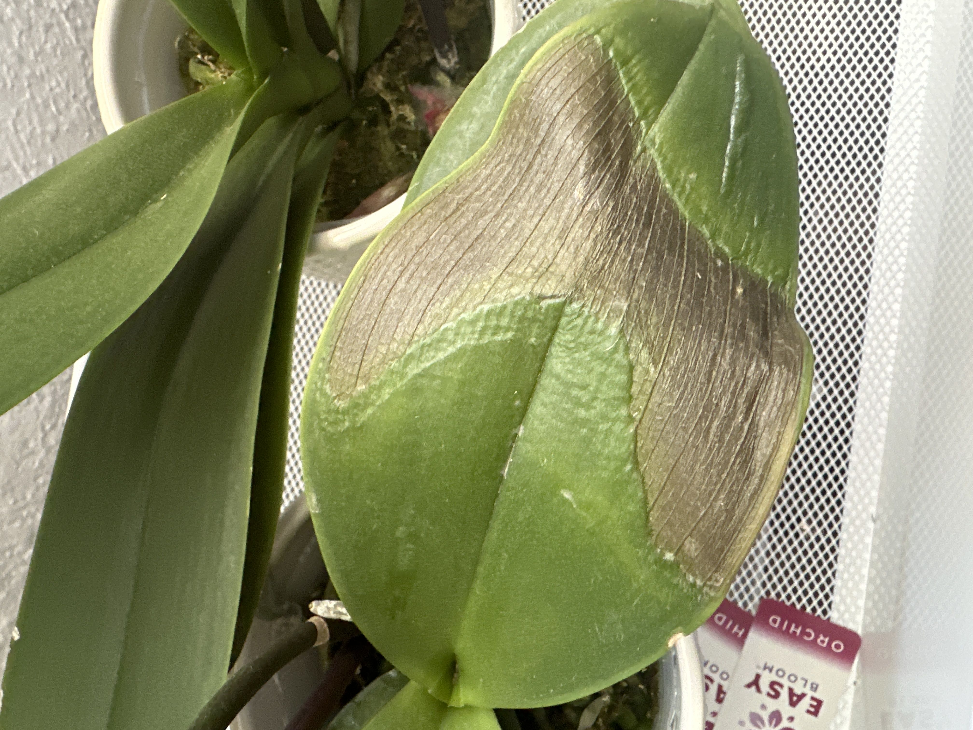 🐛 What To Do About Bugs on My Phalaenopsis Orchid?