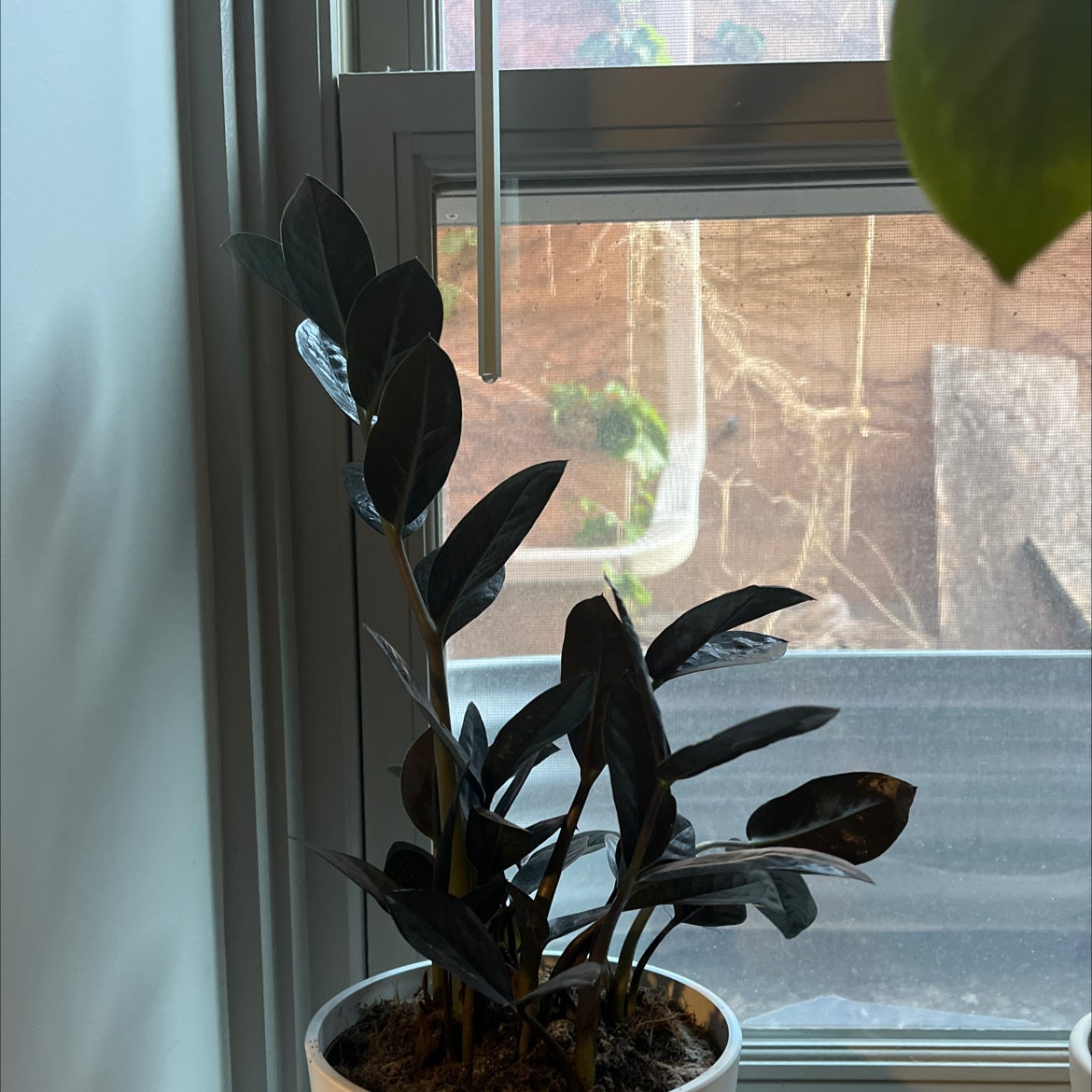 Hugin | A plant by @GenialWakerobin on Greg