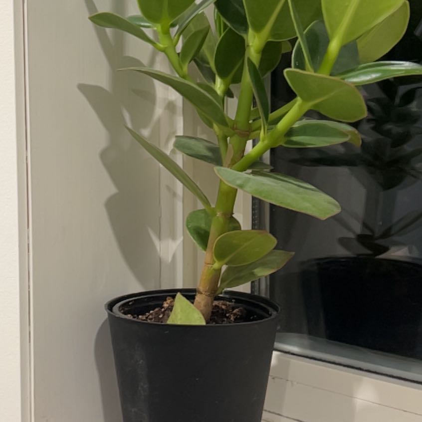 Emerson | A plant by @GiddyGrumichama on Greg