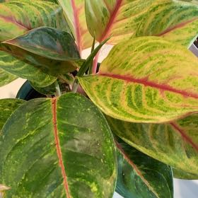 The Complete Golden Papaya Chinese Evergreen Plant Care Guide: Water ...