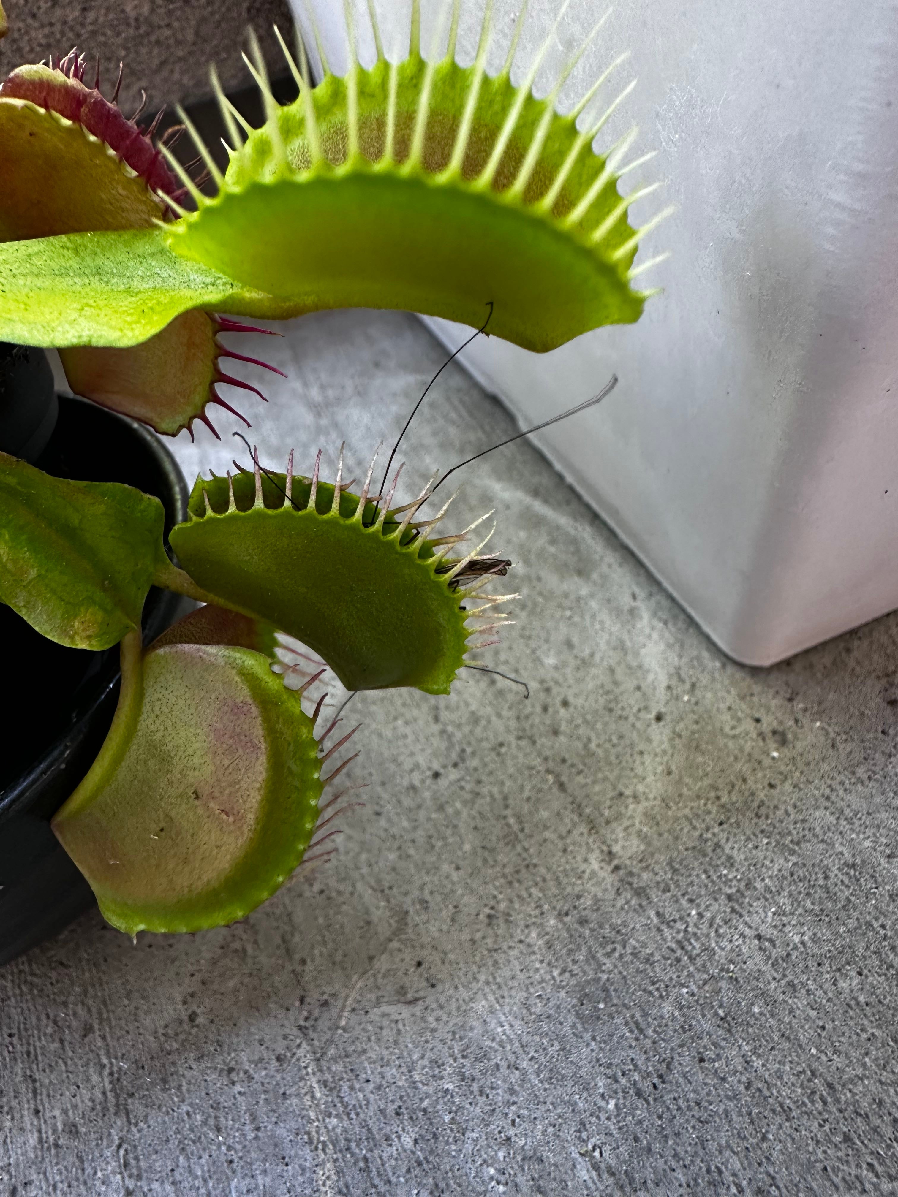 The Complete Venus Flytrap Plant Care Guide: Water, Light & Beyond
