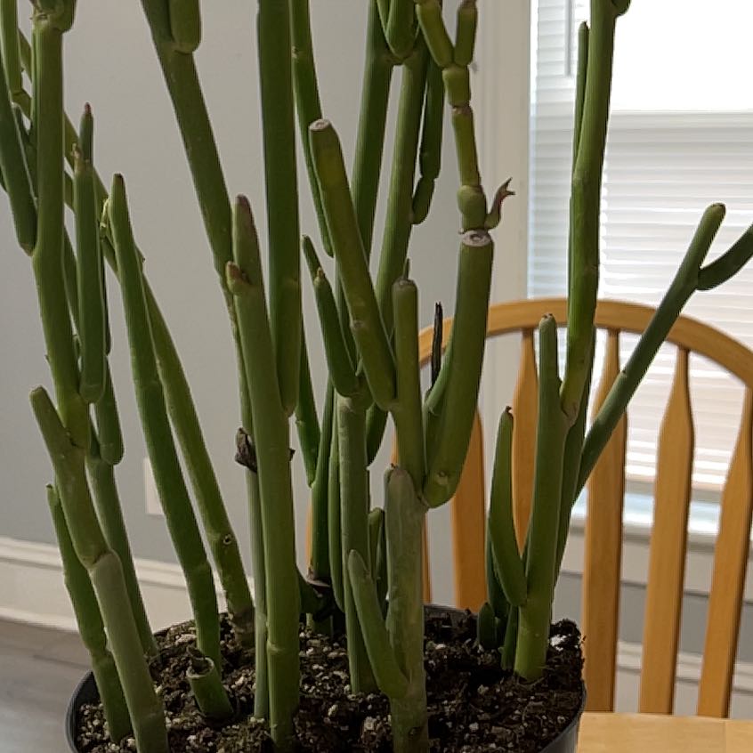 Propagating Your Slipper Plant: Step-by-Step Guide