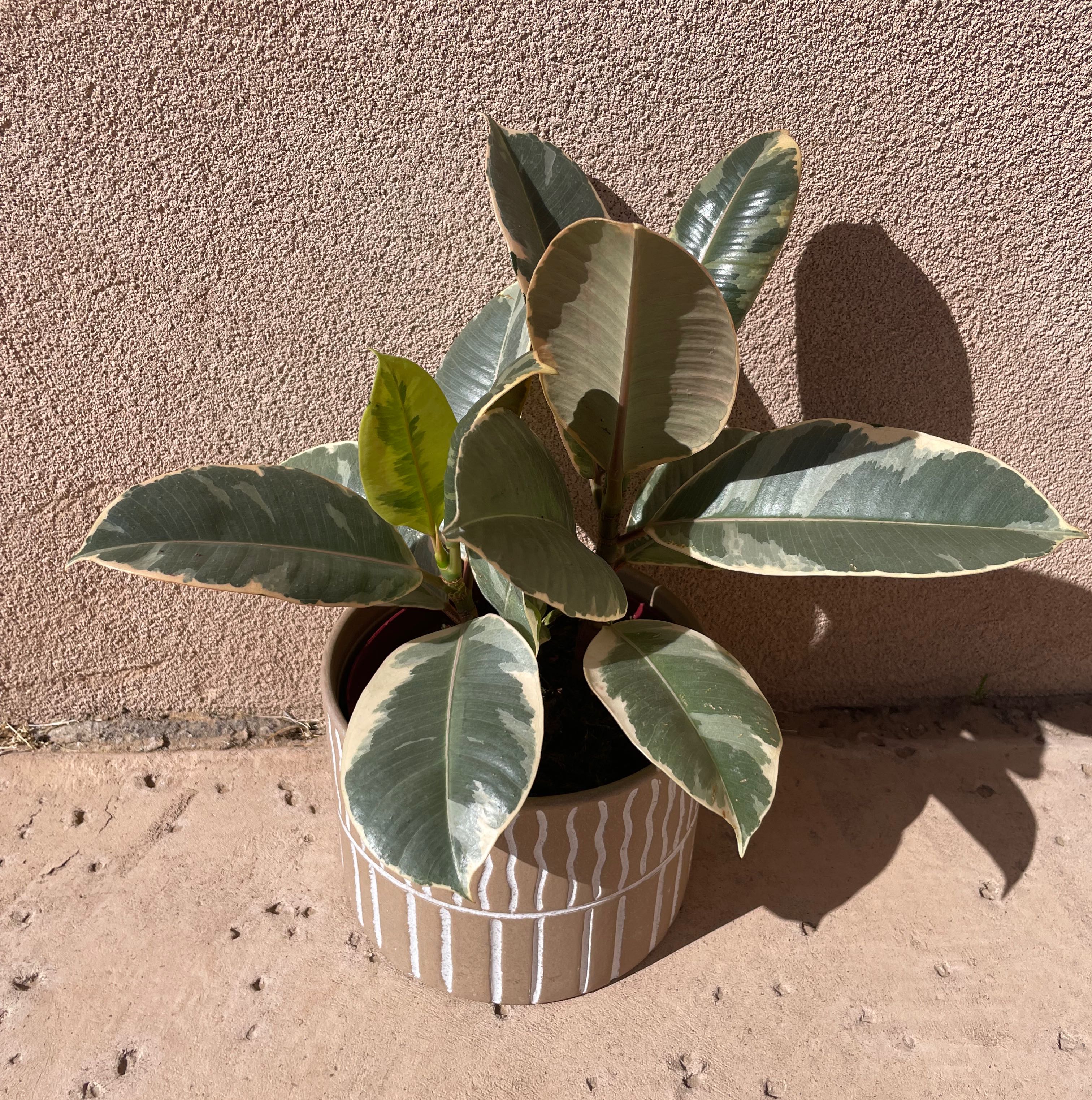 Gordon | A plant by @EarlySucculent on Greg