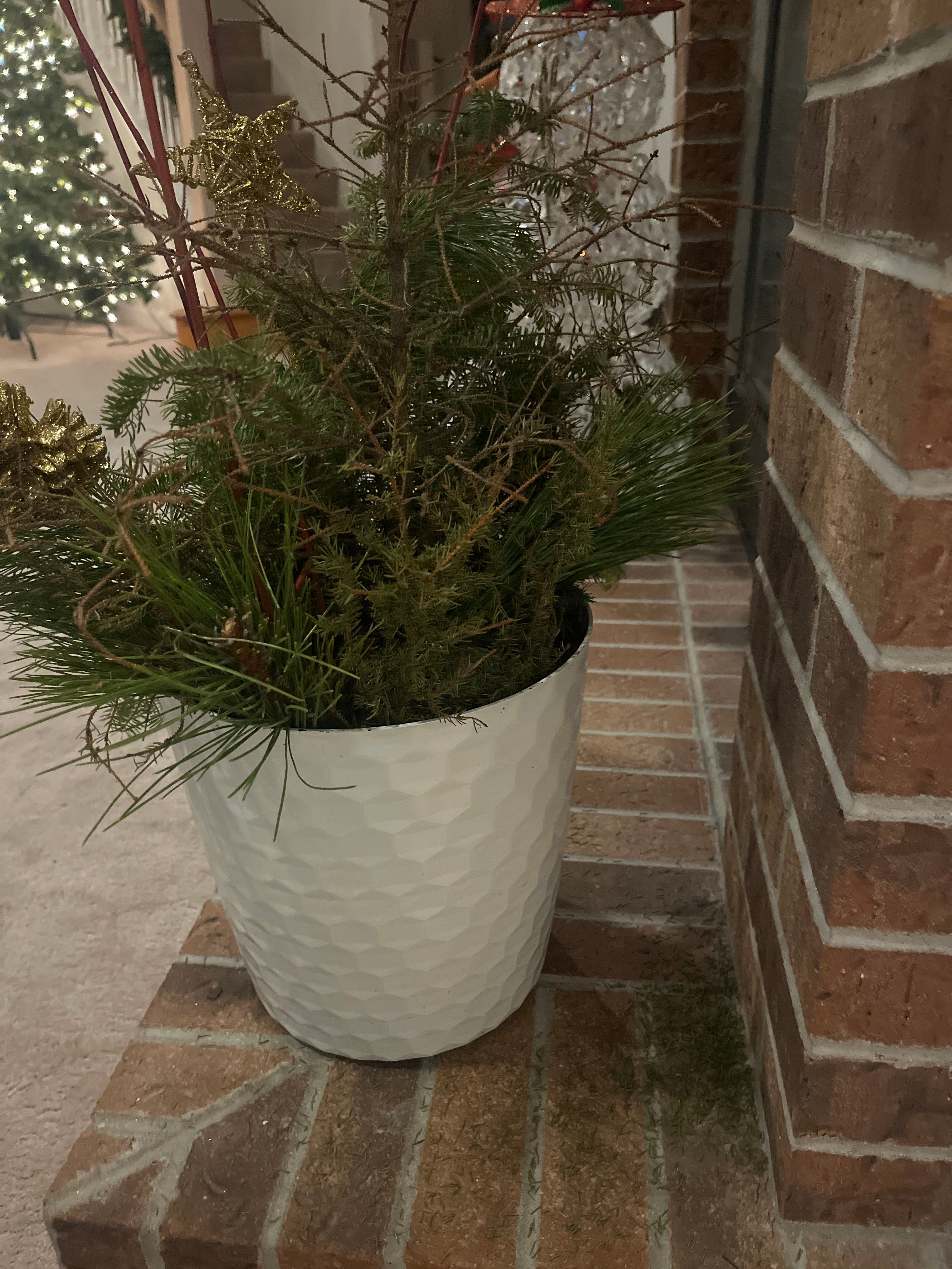 🌲 What is a Baker's Blue Spruce? Complete Guide