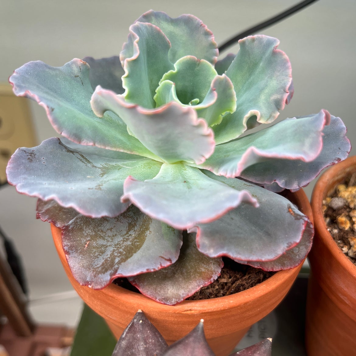 Echeveria 'Crinoline Ruffles' Plant Care: Water, Light, Nutrients ...