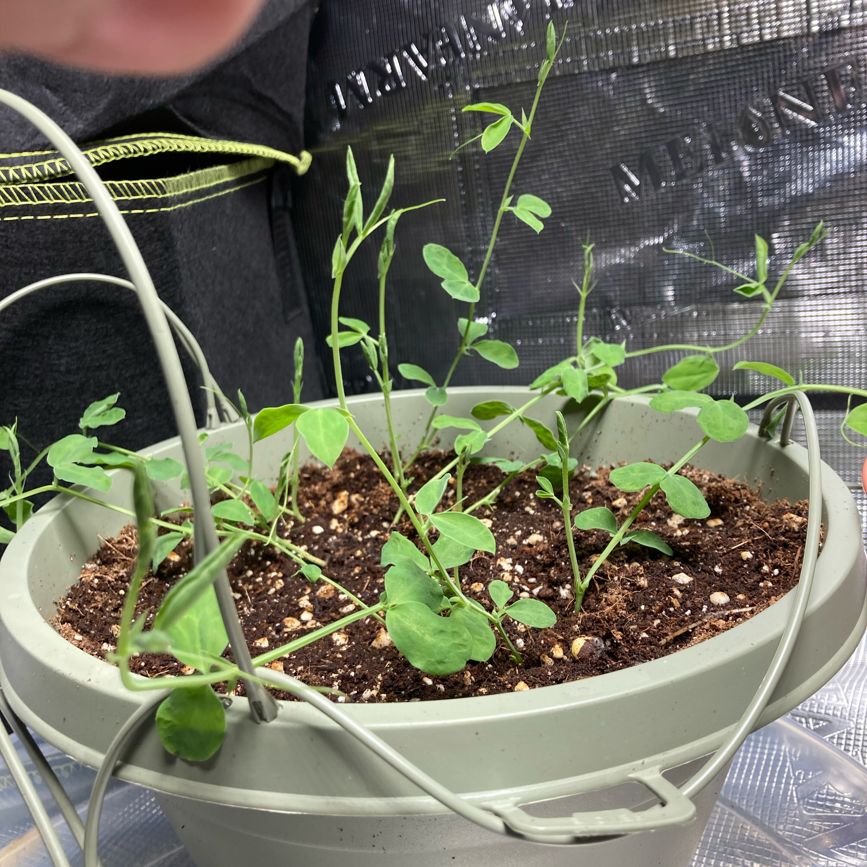 Propagating My Sweet Pea: Step-by-Step Guide