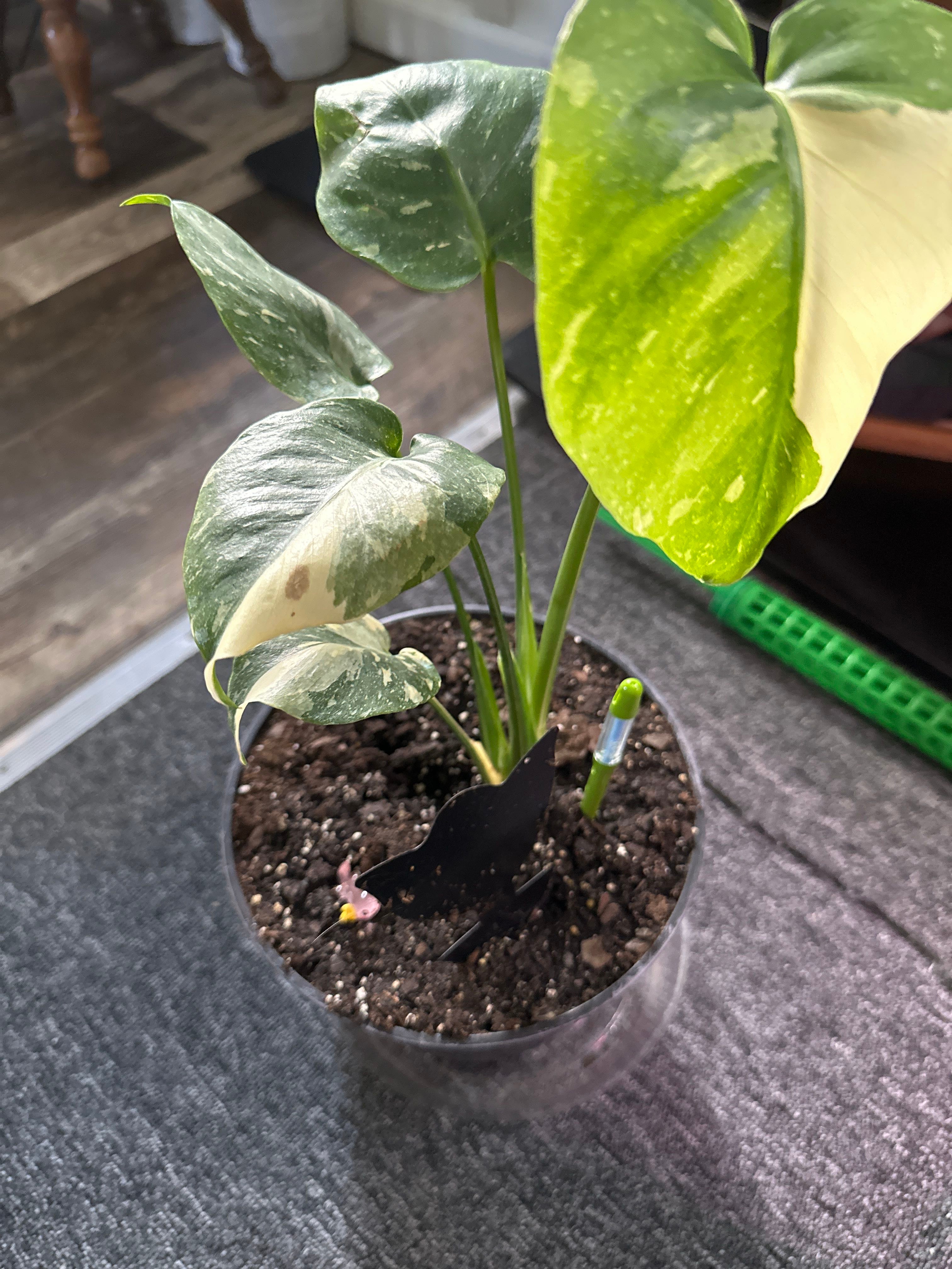 Green Galaxy Monstera Care 101: Water, Light & Growing Tips