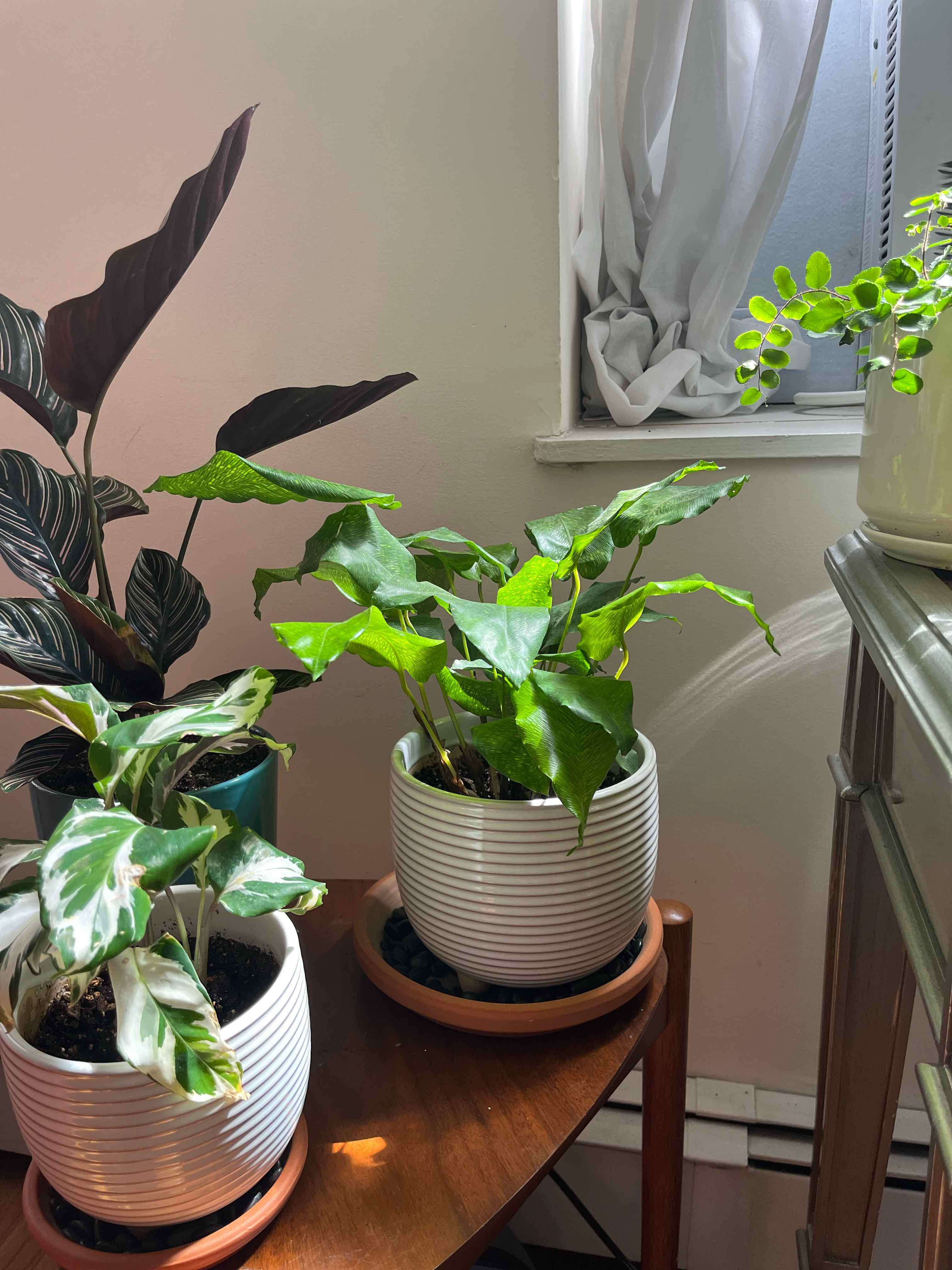 Network Prayer Plant Plant Care: Water, Light, Nutrients | Greg App 🌱