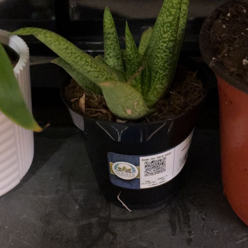 Gasteraloe 'Atomic' Care 101: Water, Light & Growing Tips