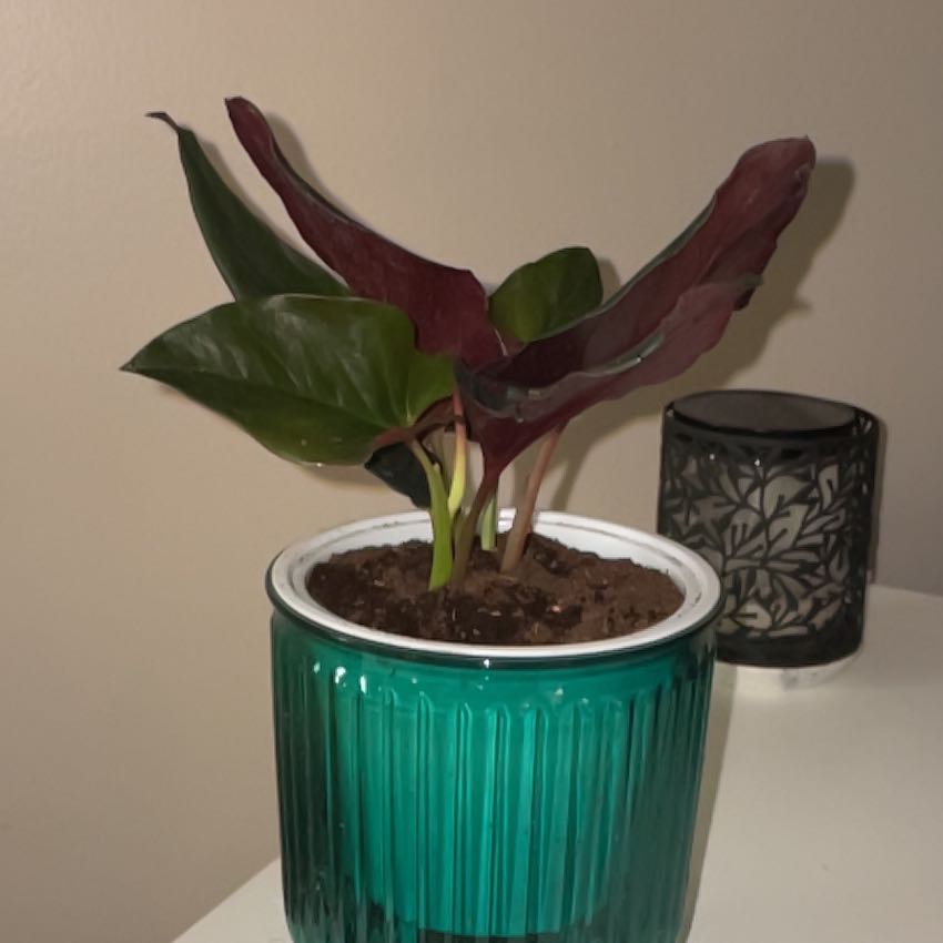 Syngonium 'Llano-Carti Road' Plant Care: Water, Light, Nutrients | Greg ...