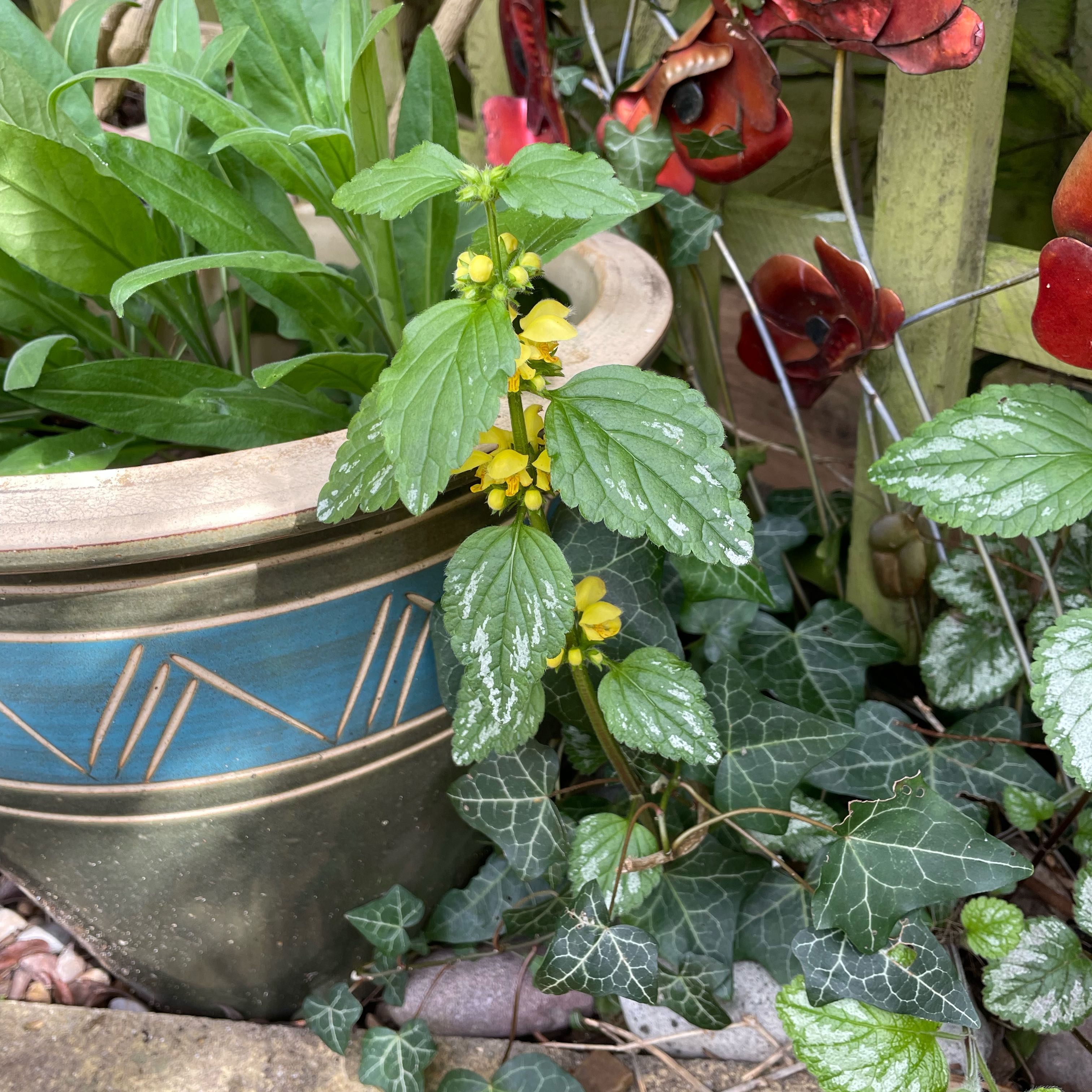 Symbolism and Benefits of the Yellow Archangel