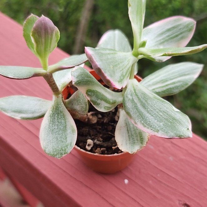 The Complete Variegated Calico Kitten Plant Care Guide: Water, Light ...