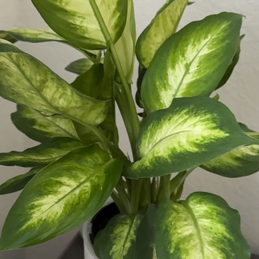 Athena | A plant by @SocialTaciveria on Greg