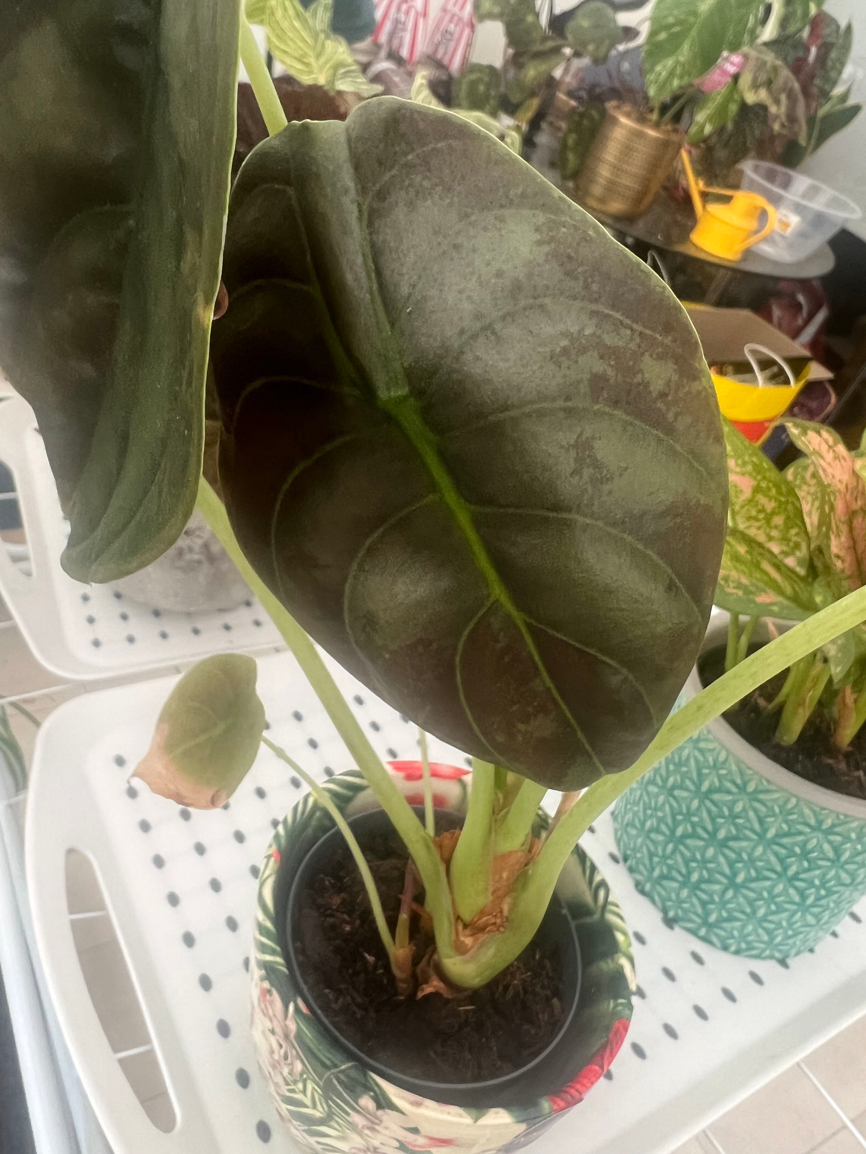 The Complete Alocasia Golden Bone Plant Care Guide: Water, Light & Beyond