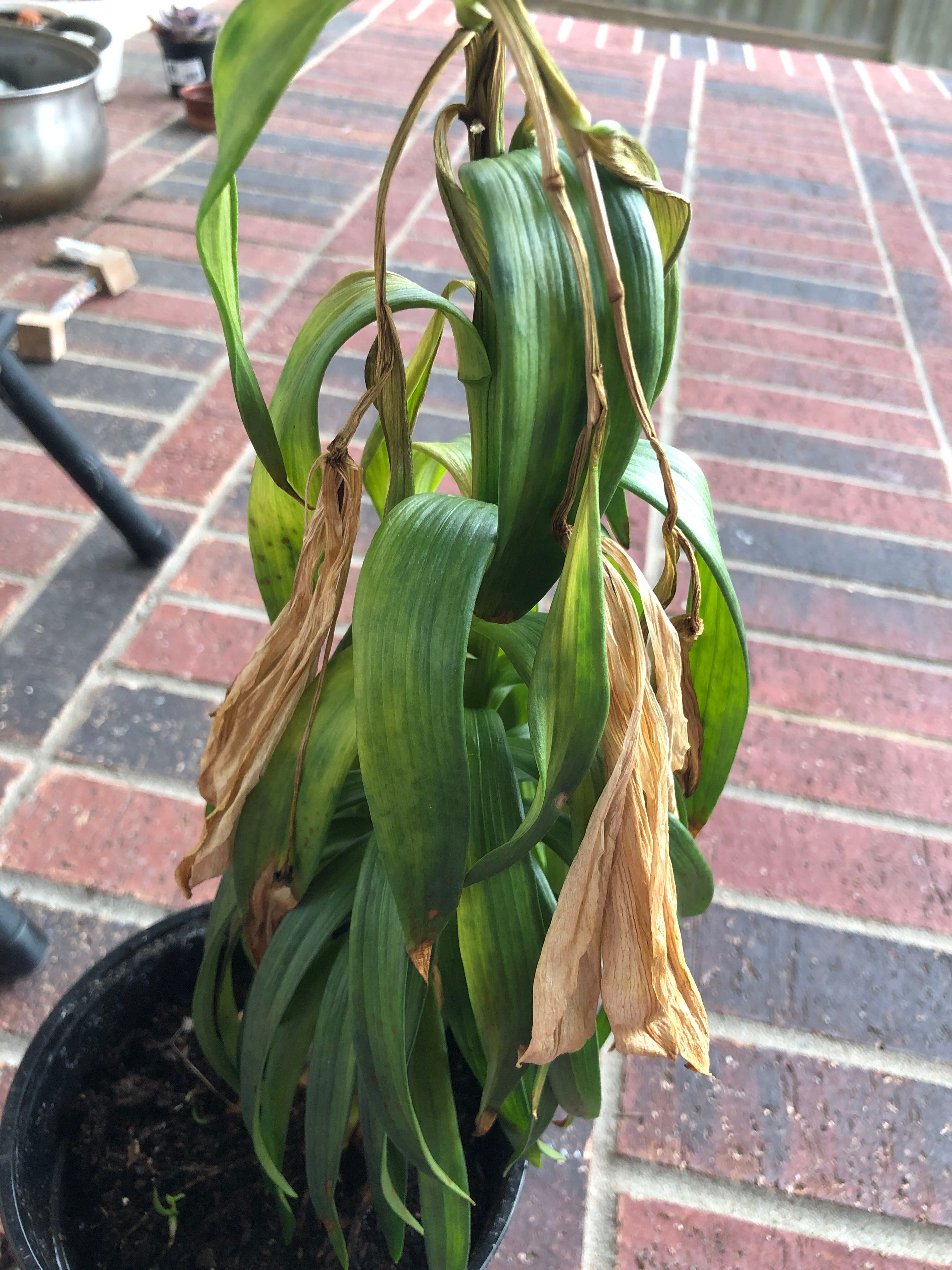 How to Care for American Classic Hybrids Lilium: Mastering Water ...