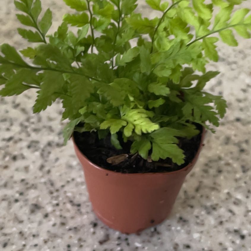 TV pot | A plant by @Dnateach on Greg