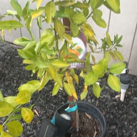 Dancy Tangerine Plant Care: Water, Light, Nutrients | Greg App 🌱