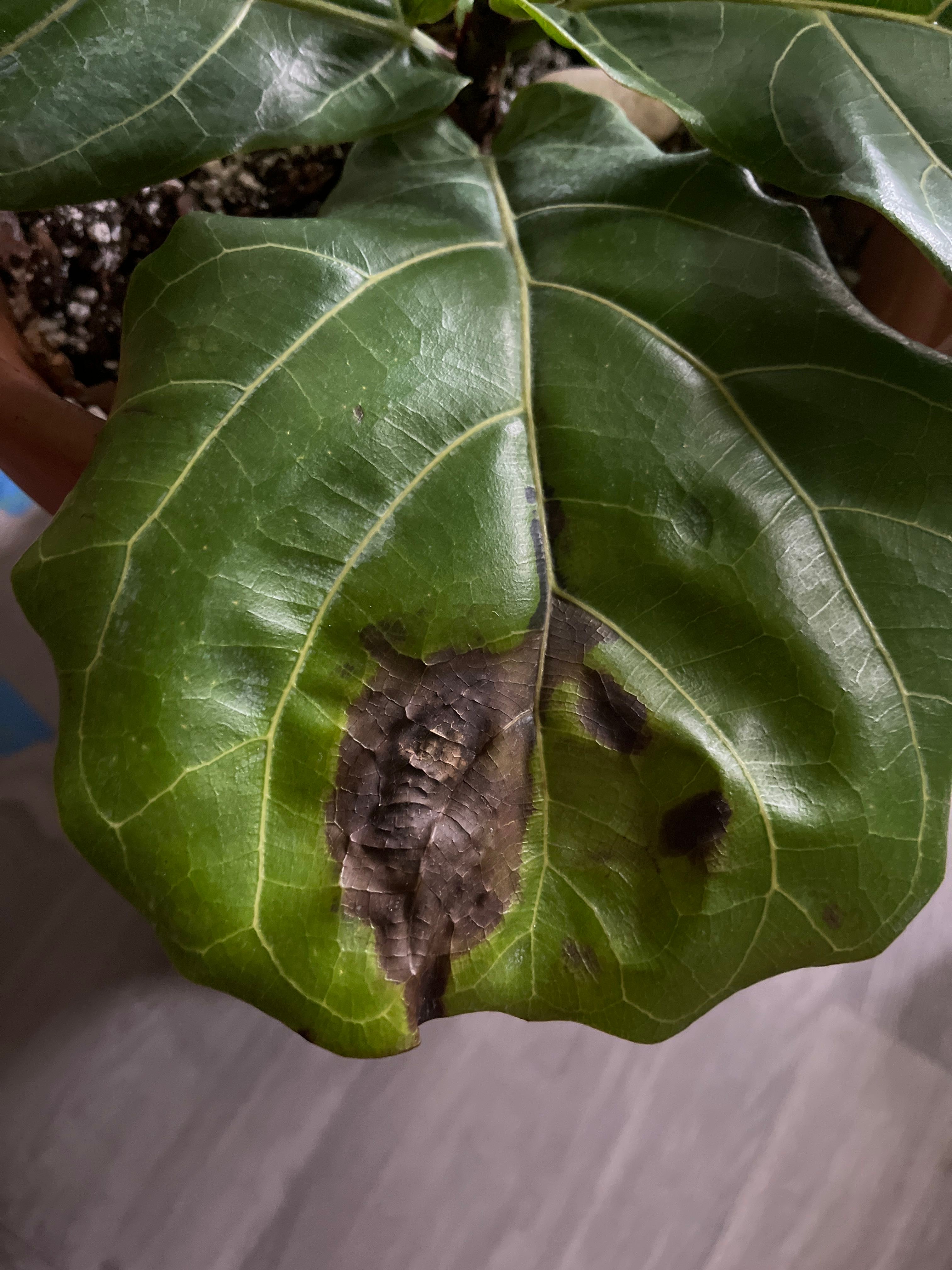 How to Care for Fiddle Leaf Fig: Mastering Water, Sunlight & More