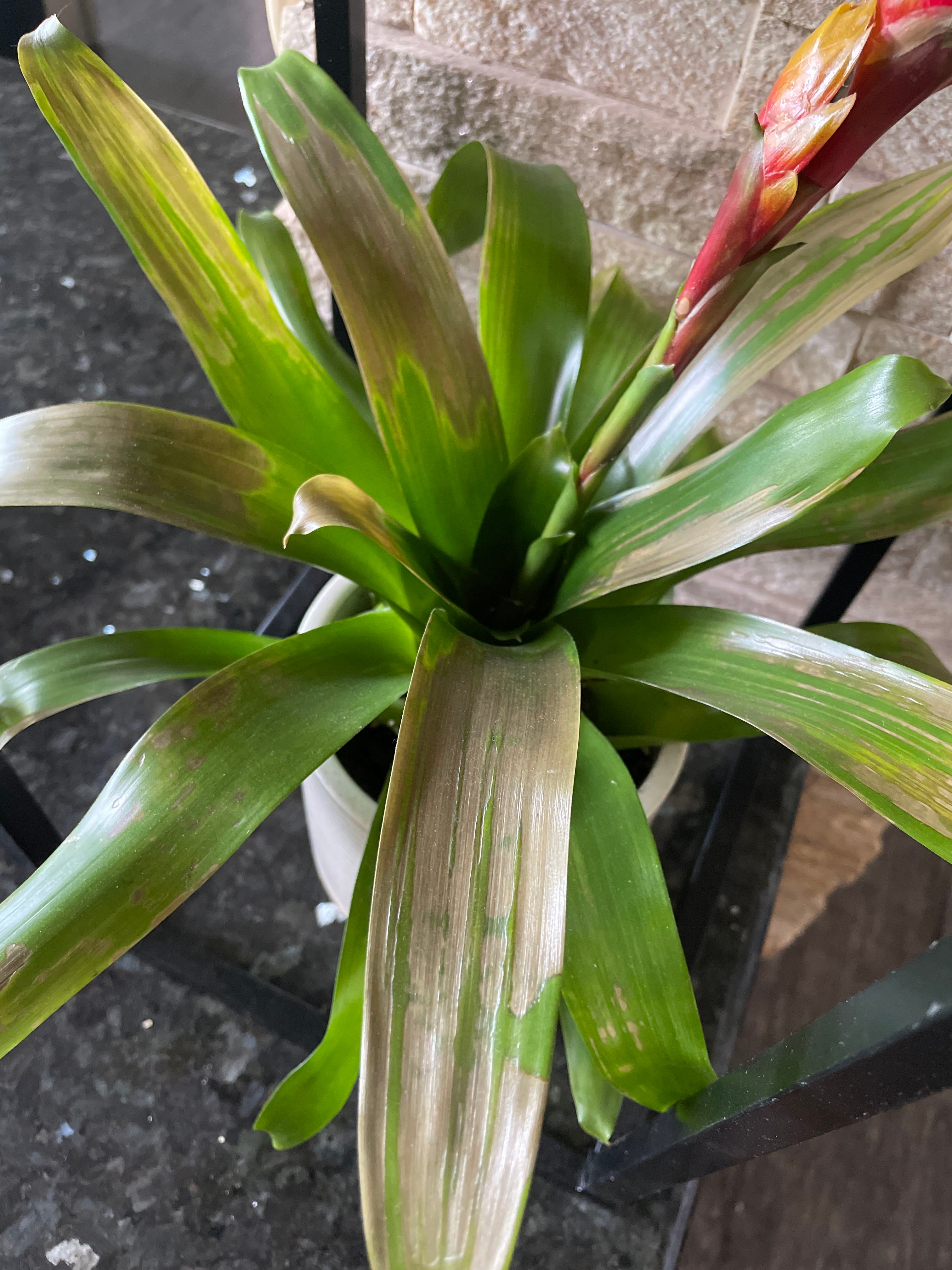 How to Care for Flaming Sword Bromeliad: Mastering Water, Sunlight & More