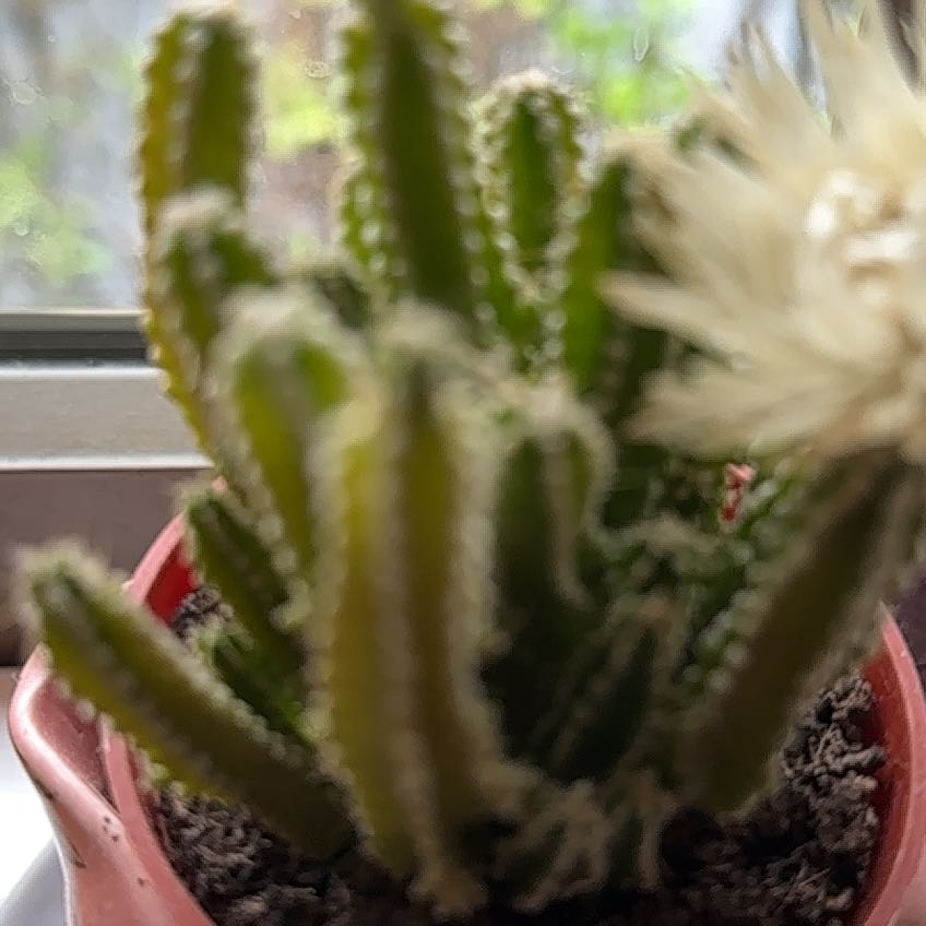 Athena | A plant by @OlympianHoya on Greg