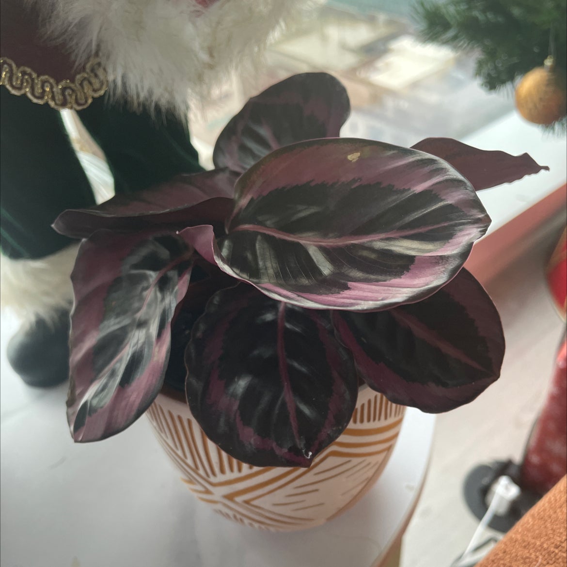 Calthea Red Mojo Plant Care: Water, Light, Nutrients | Greg App 🌱