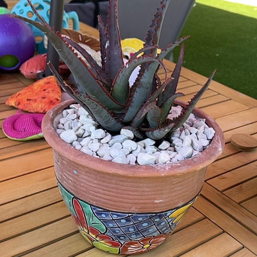 Aloe divaricata 'Diablo' Plant Care: Water, Light, Nutrients | Greg App 🌱