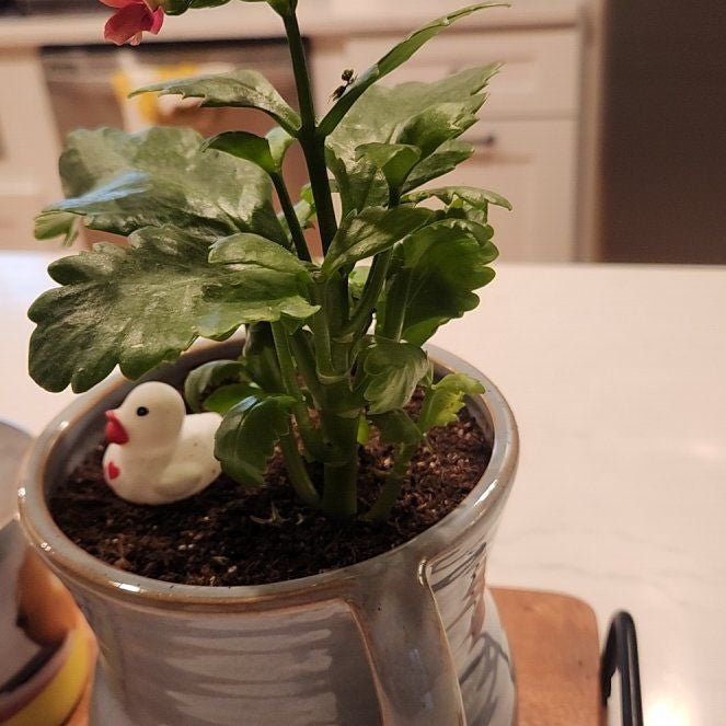 Succulent Geranium Plant Care: Water, Light, Nutrients | Greg App 🌱