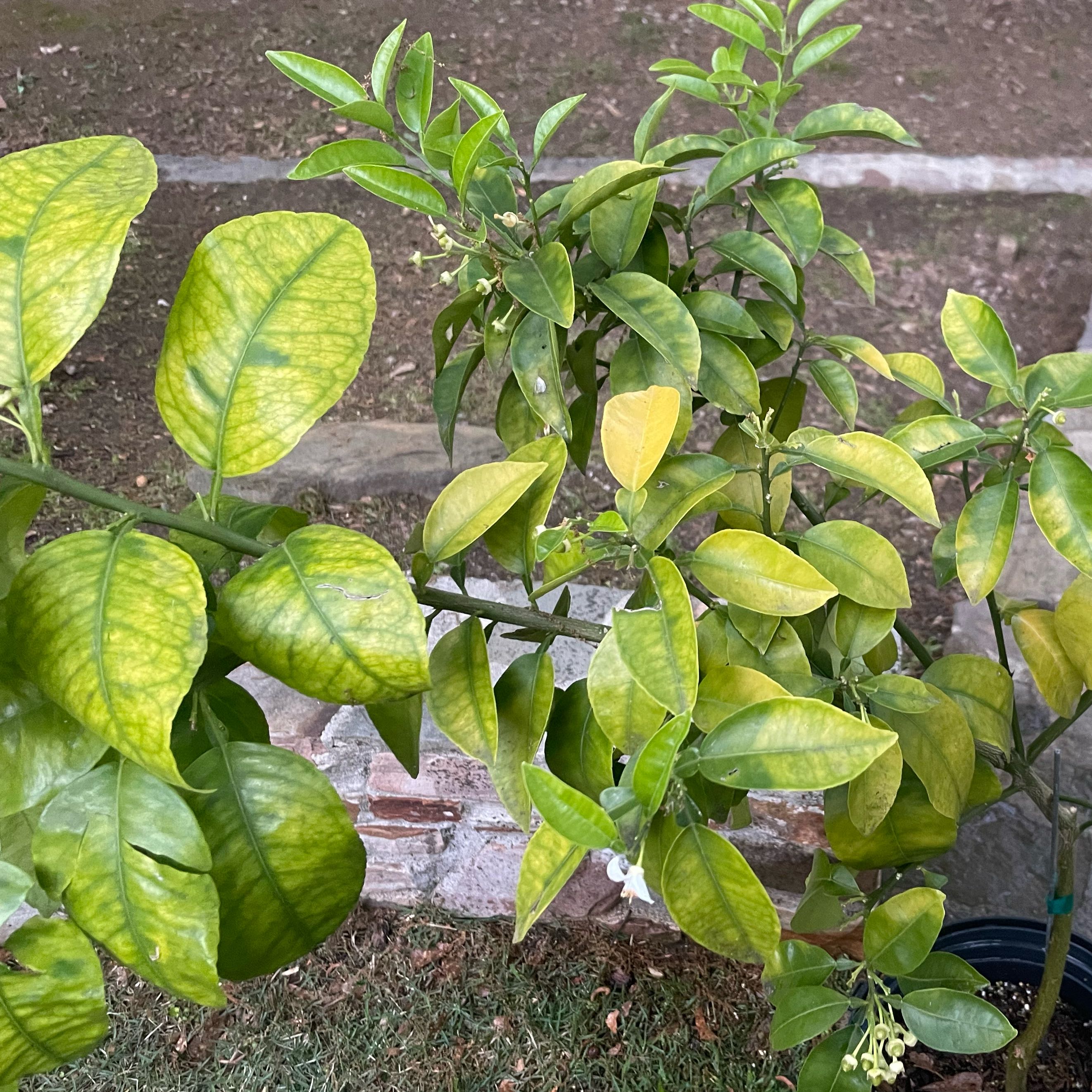 🍊 Black Spots on My Grapefruit Tree Leaves