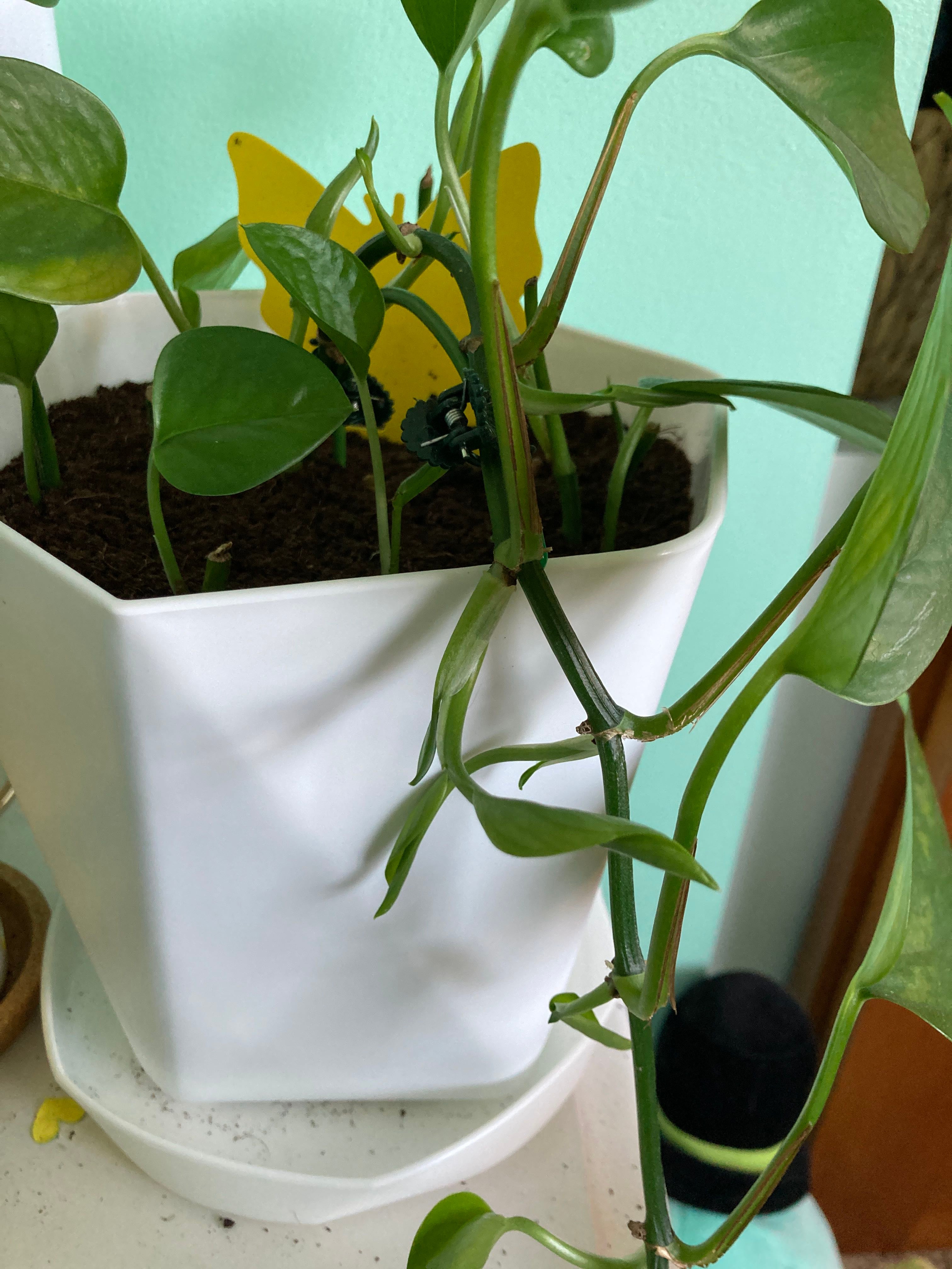 🐢 How Long Your Epipremnum 'Happy Leaf' Will Live