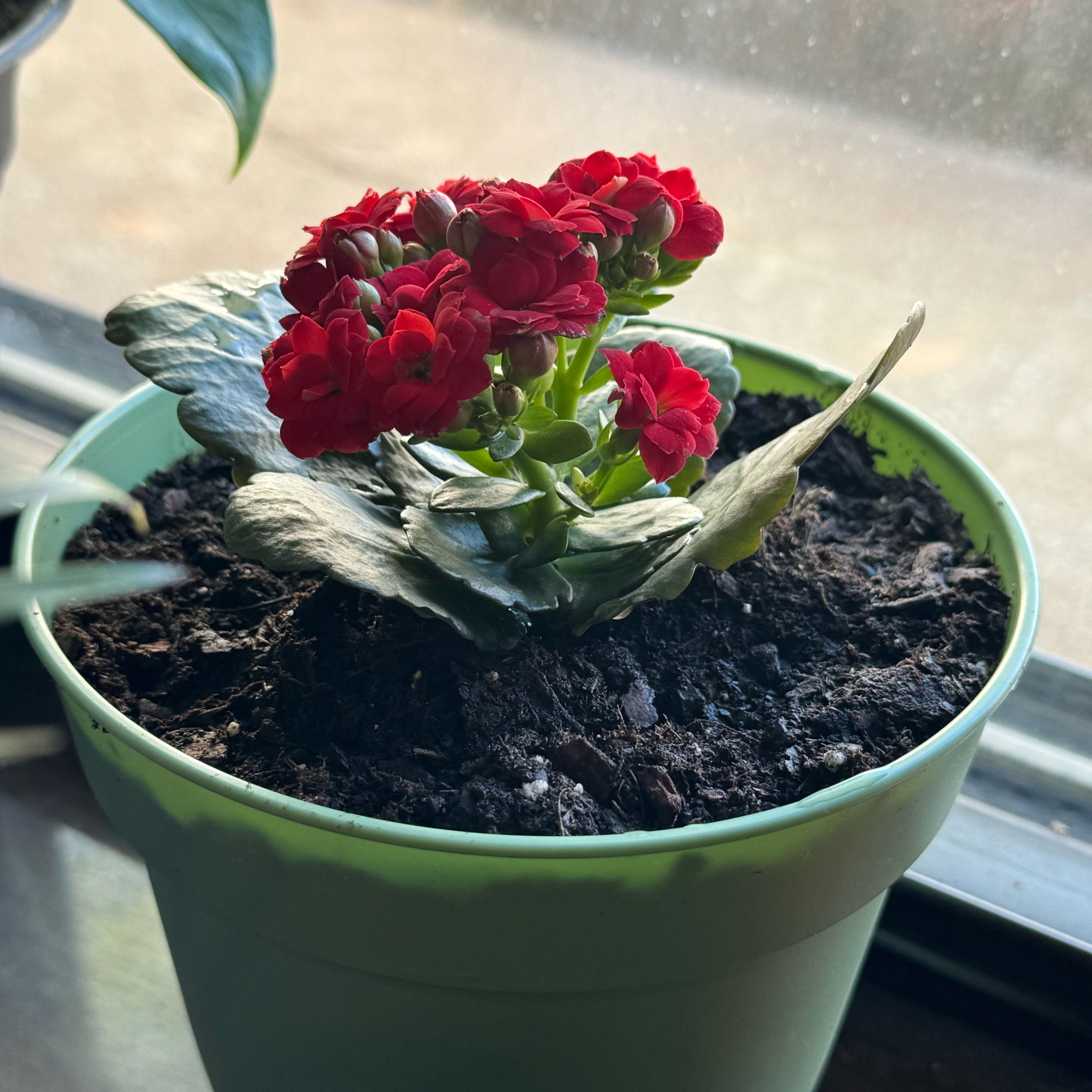 Captain Plant-it | A plant by @PremierDovetree on Greg