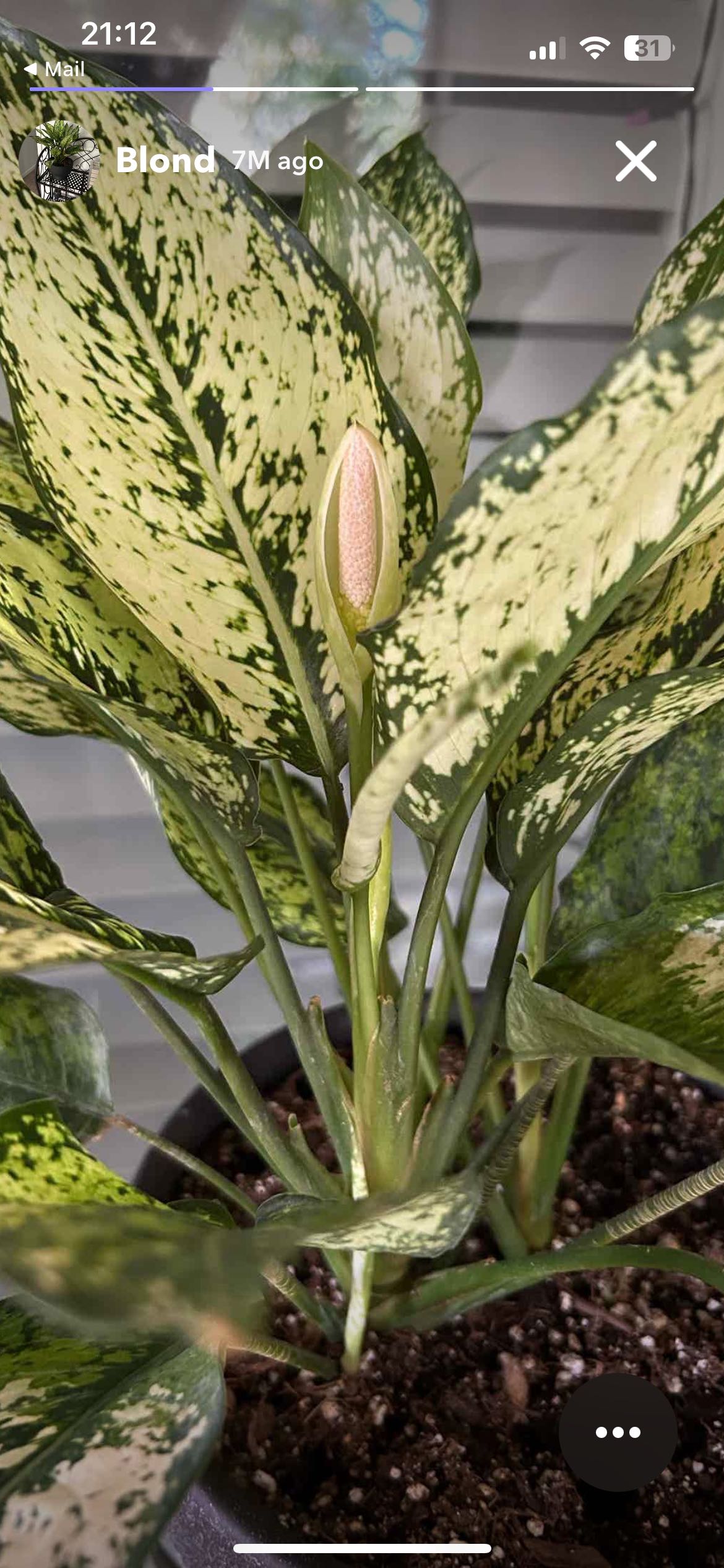 What is this little corn looking thing? And is this norma...