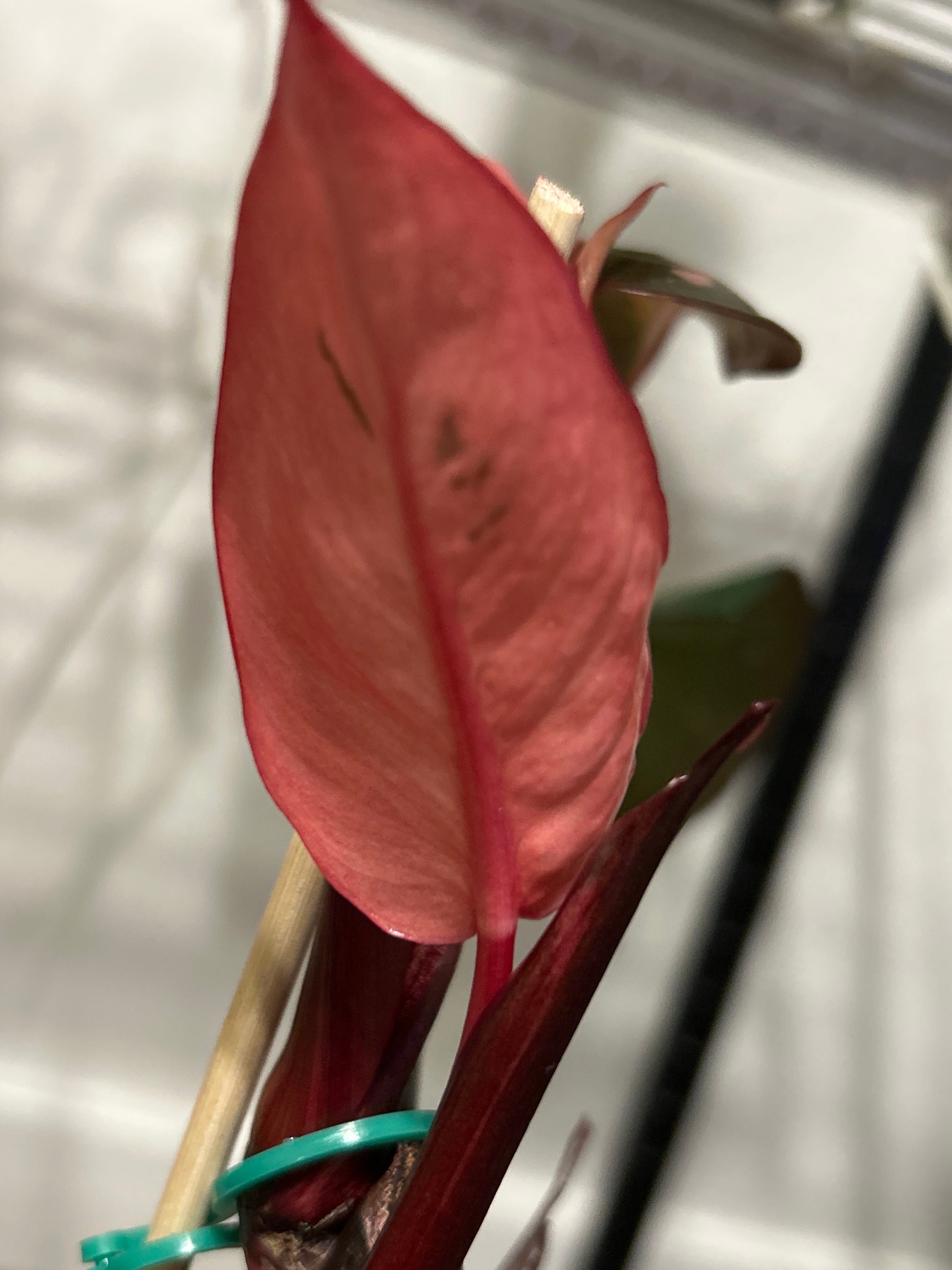 #PhilodendronPinkPrincess my first (almost all) pink leaf...