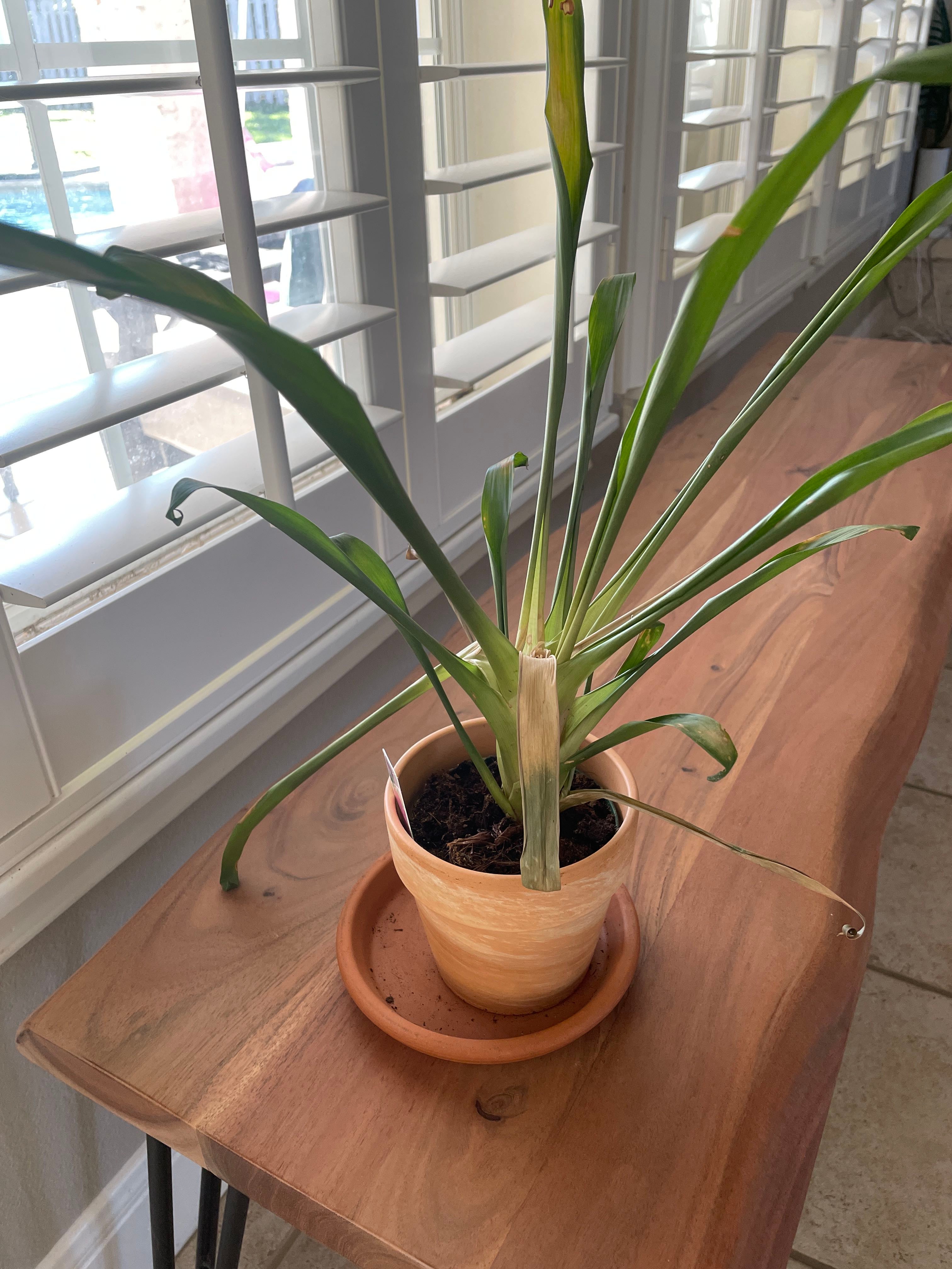 The Complete Blushing Bromeliad Plant Care Guide: Water, Light & Beyond