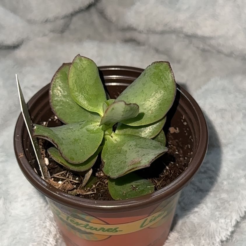 Lilo | A plant by @GladPollyplant on Greg