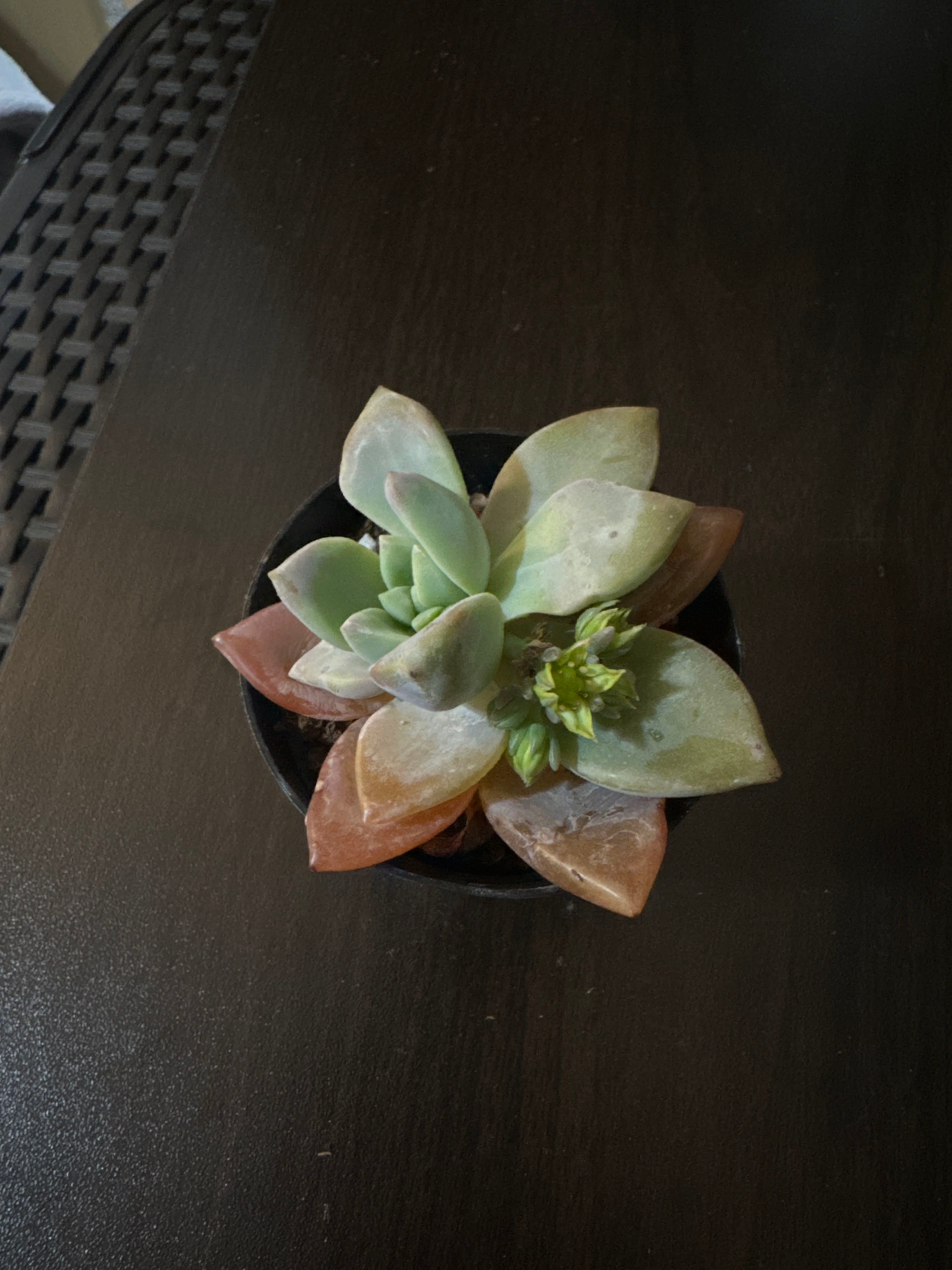 Propagating Your 👻 Ghost Plant: Step-by-step Guide