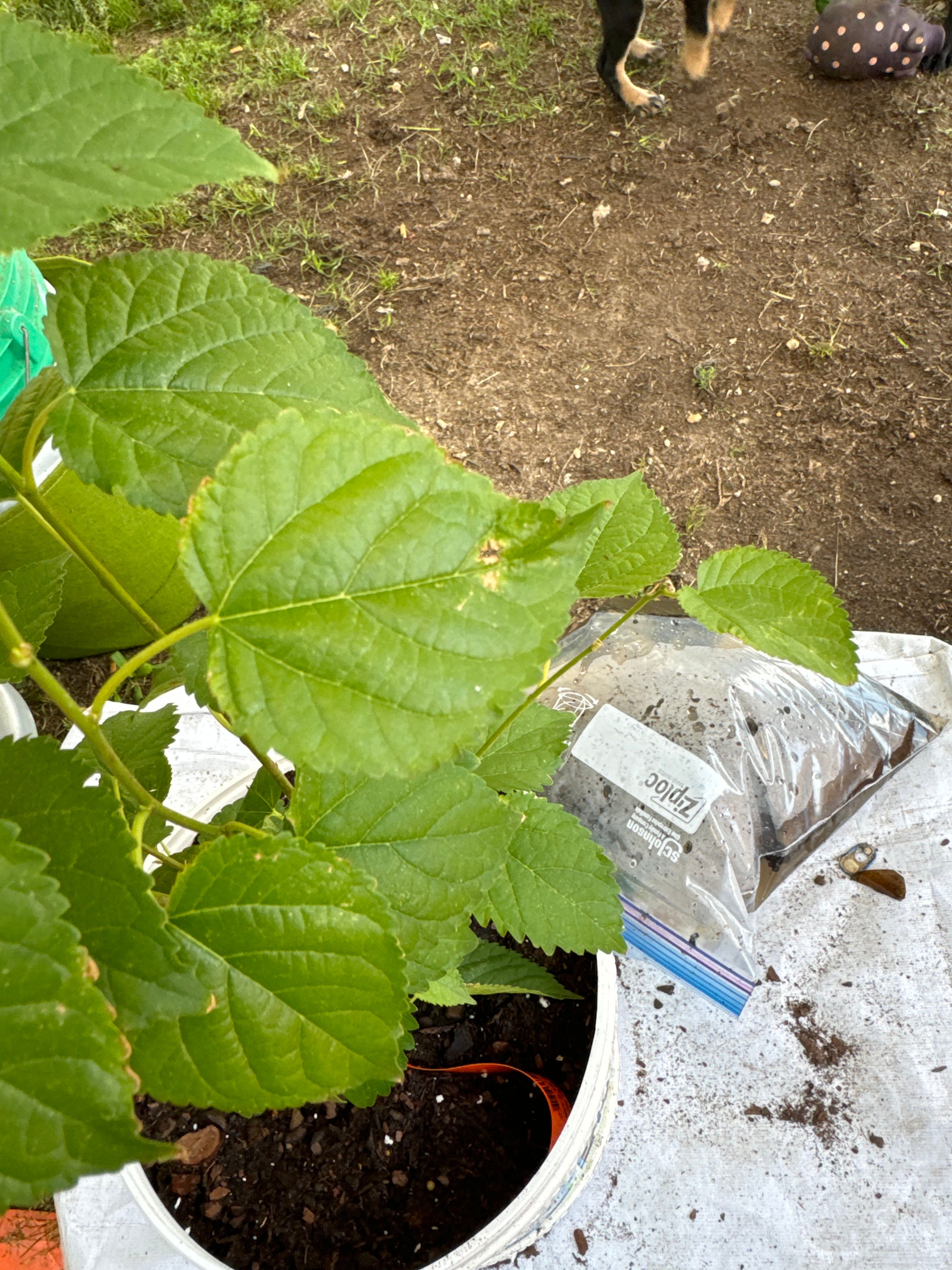 All About Your Mulberry's Roots