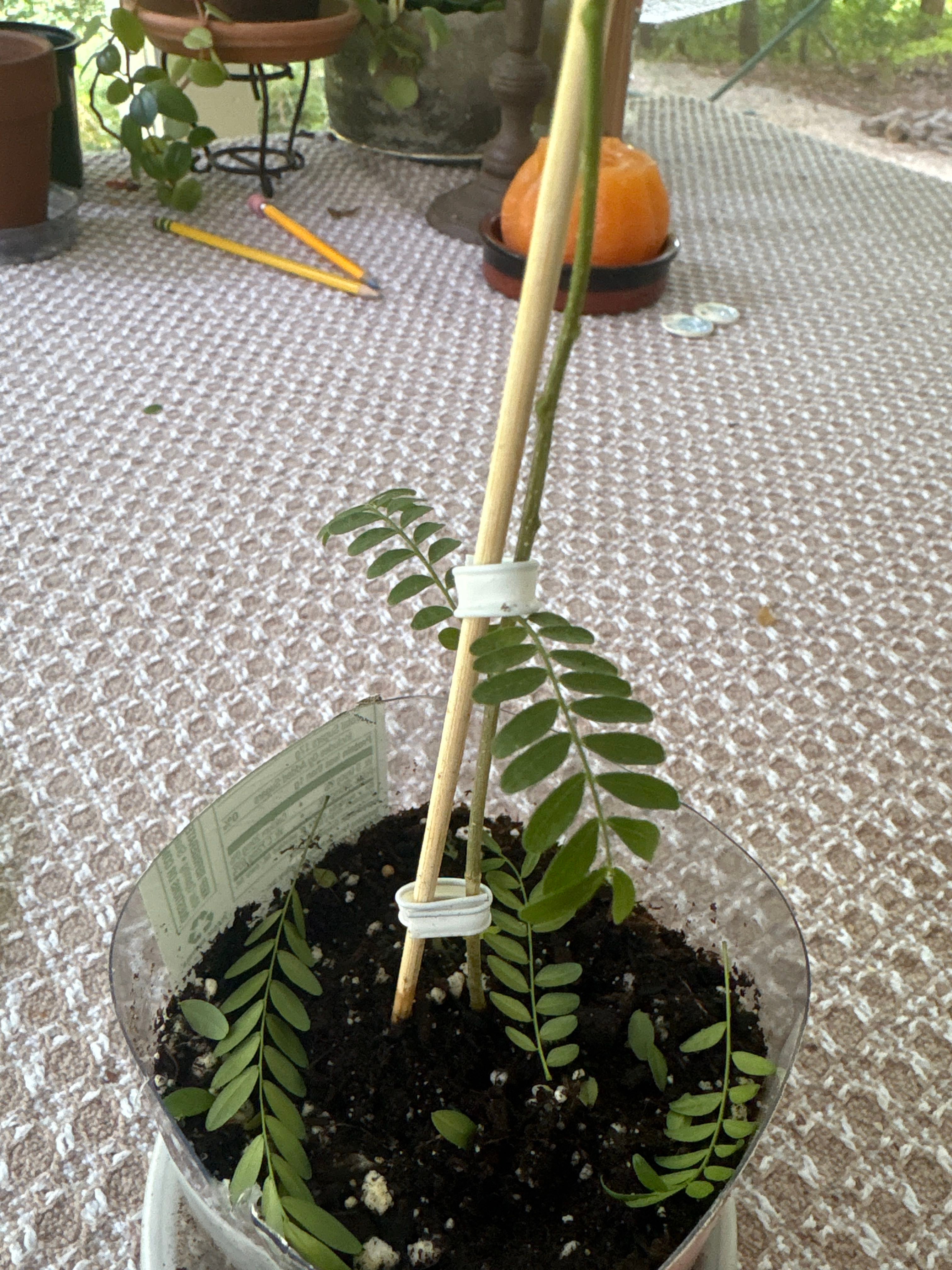 What You Should Know About Sunburst Honey Locust ☀️