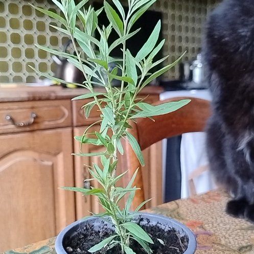 Mint Vervain Plant Care: Water, Light, Nutrients | Greg App 🌱