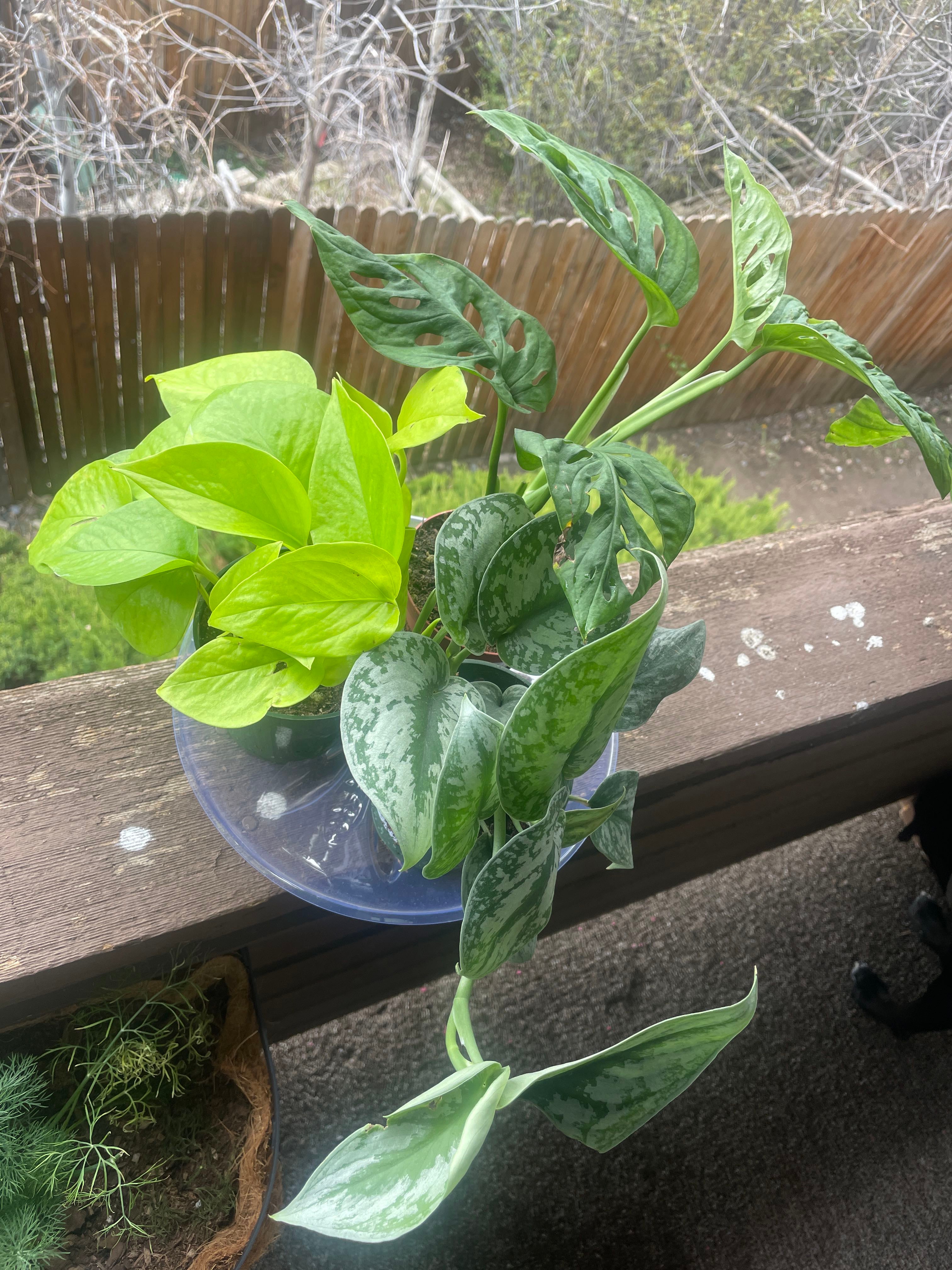 The Complete Scindapsus pictus 'Tricolor' Plant Care Guide: Water ...