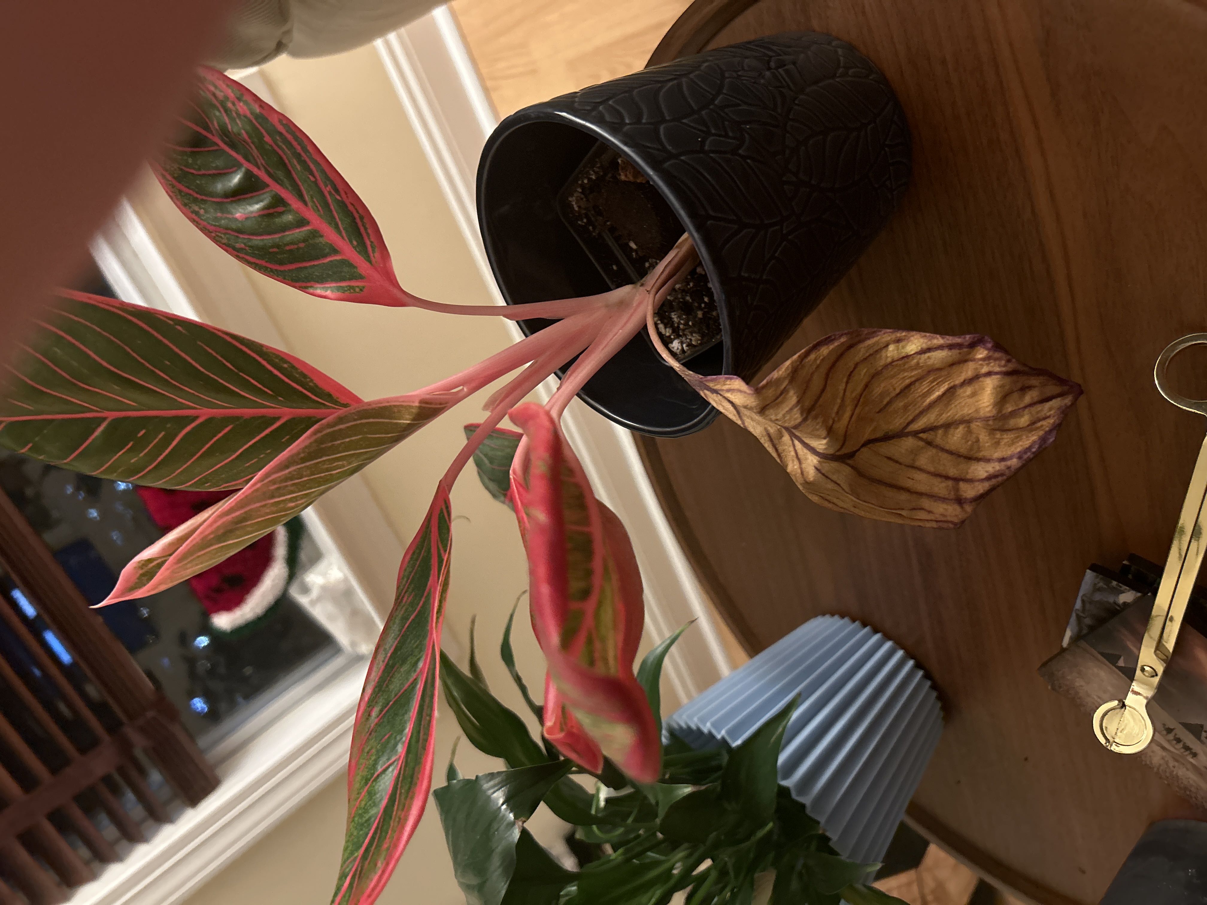 How to Care for Red Siam Aurora Aglaonema: Mastering Water, Sunlight & More