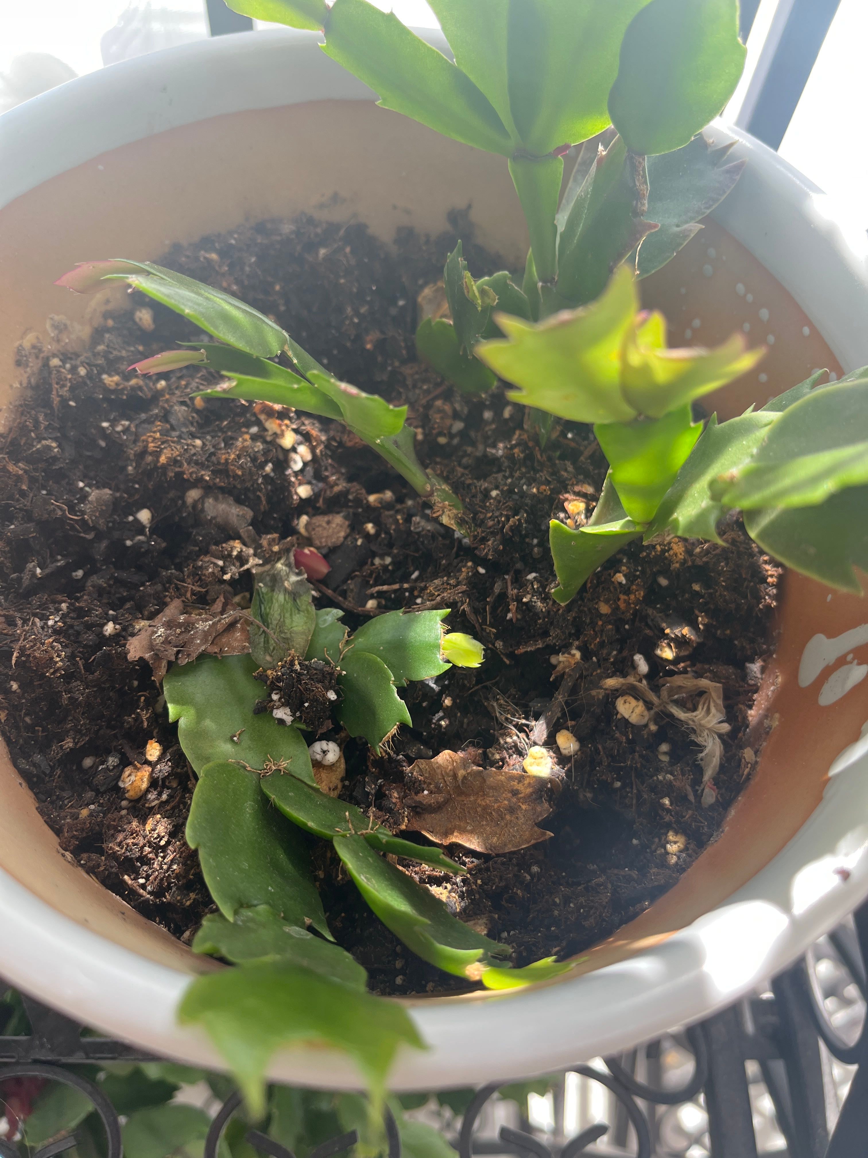 The Complete False Christmas Cactus Plant Care Guide: Water, Light & Beyond