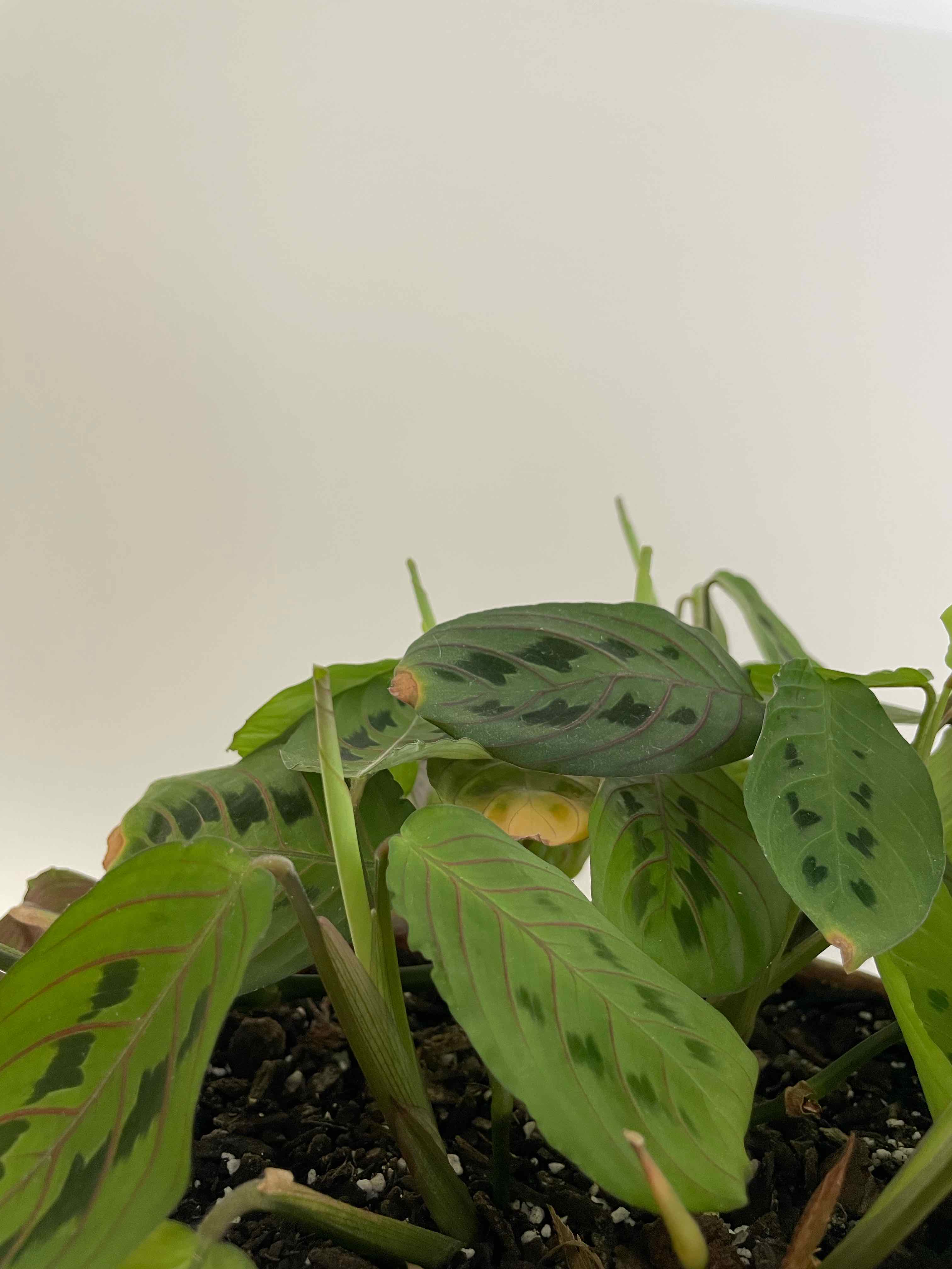 What Are The Bugs on My Fascinator Prayer Plant? 🐛