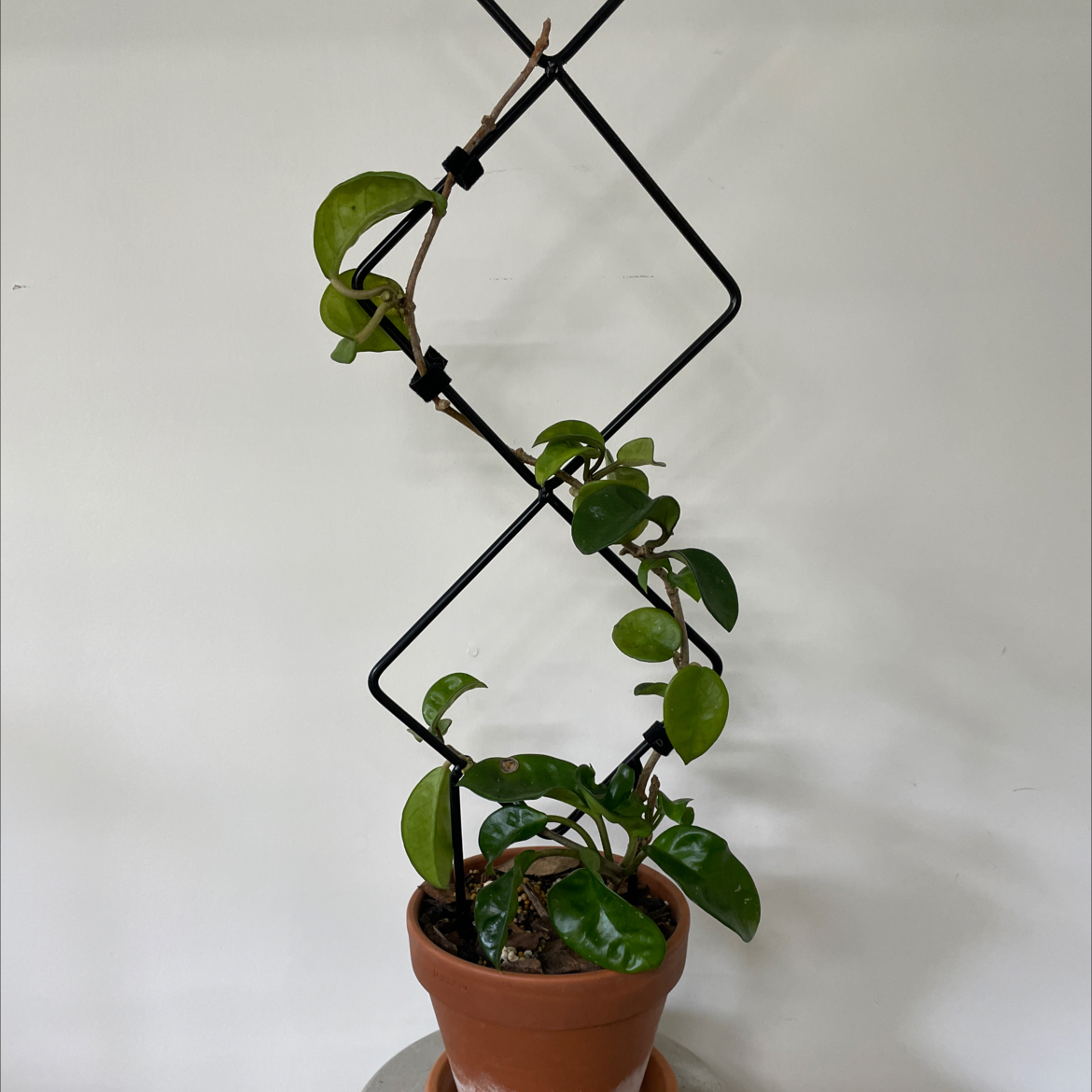 What Does It Mean When Chelsea Hoya Blooms?